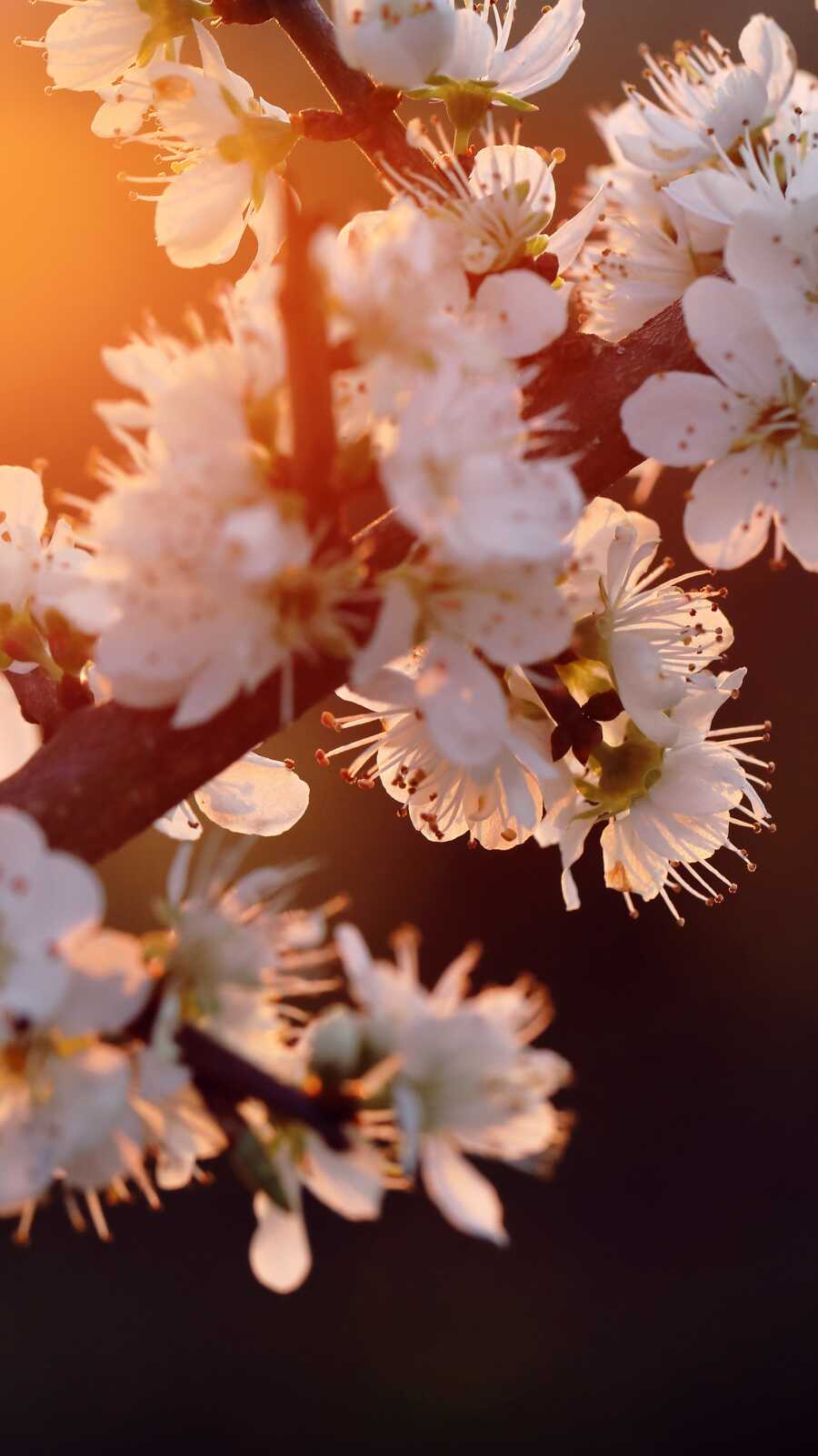 Cherry Tree Wallpapers (14 images) - WallpaperCat