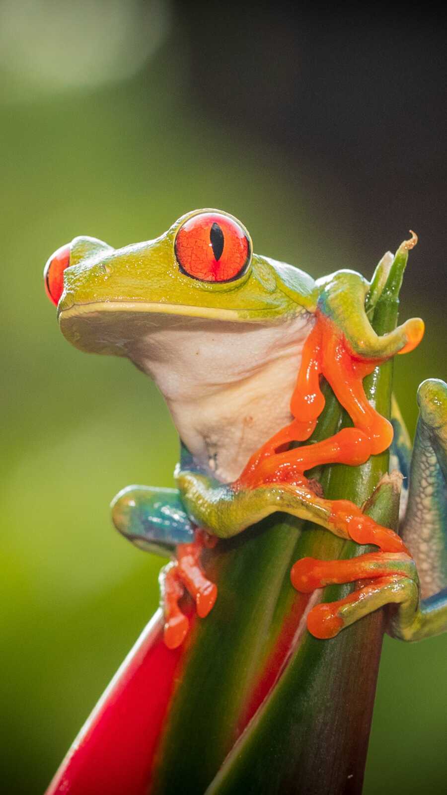 Frog Wallpapers (58 images) - WallpaperCat