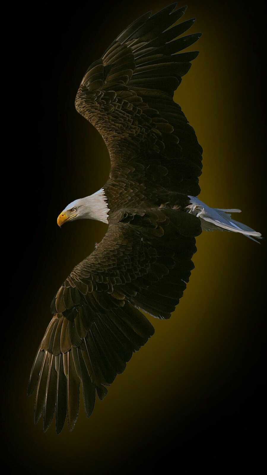 Eagle Wallpapers (47 images) - WallpaperCat