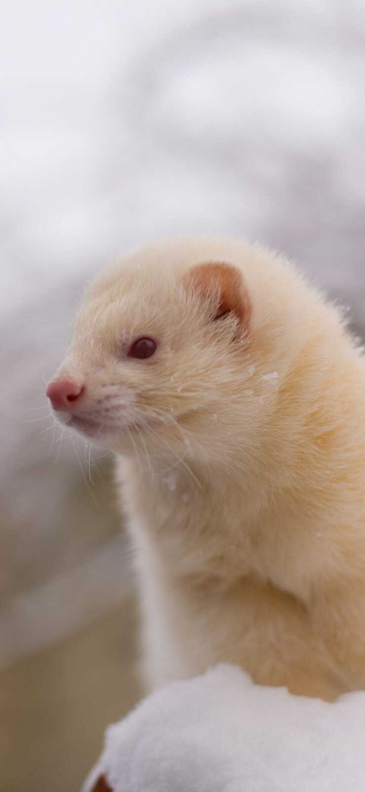 Ferret Wallpapers (34 images) - WallpaperCat