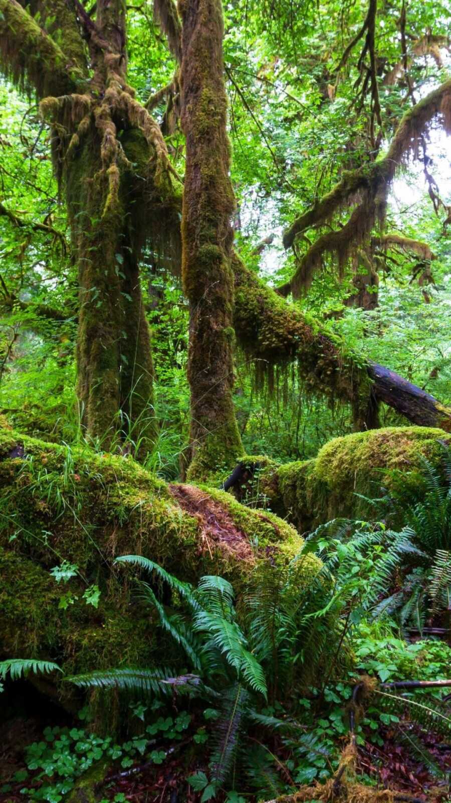 Amazon Rain Forest Wallpapers (57 images) - WallpaperCat
