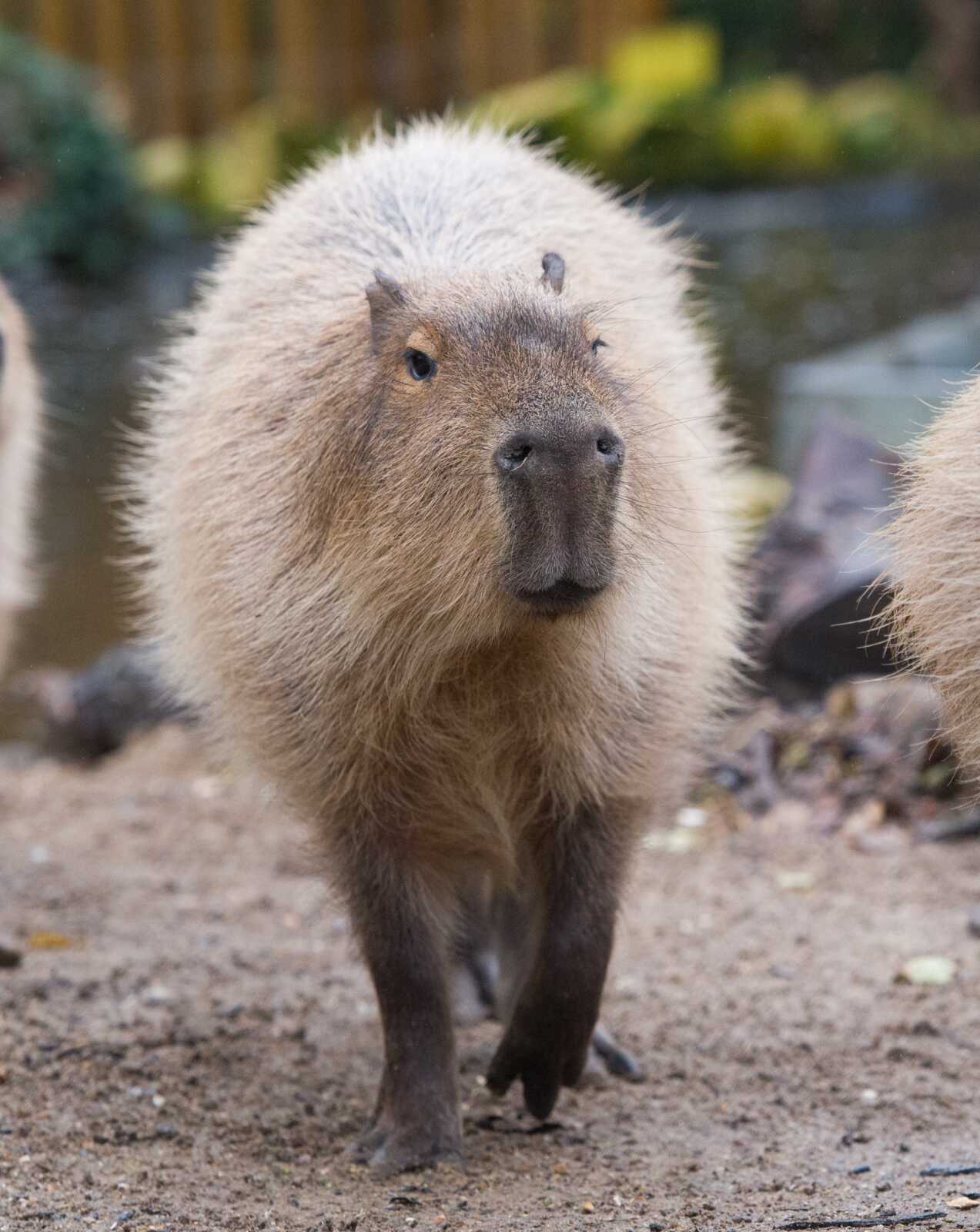 Capybara Wallpapers (43 images) - WallpaperCat