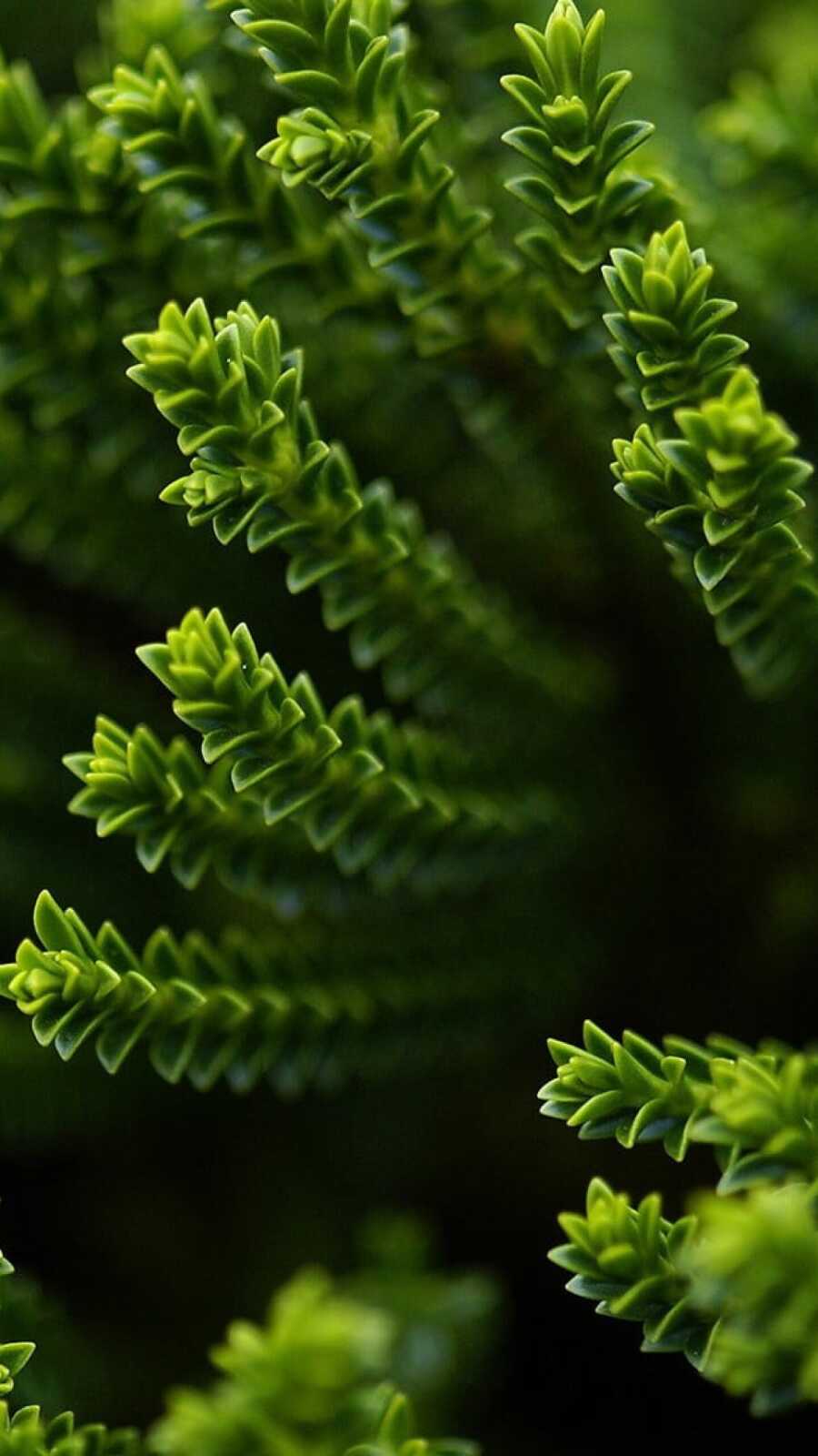 Go Green Wallpapers (48 images) - WallpaperCat