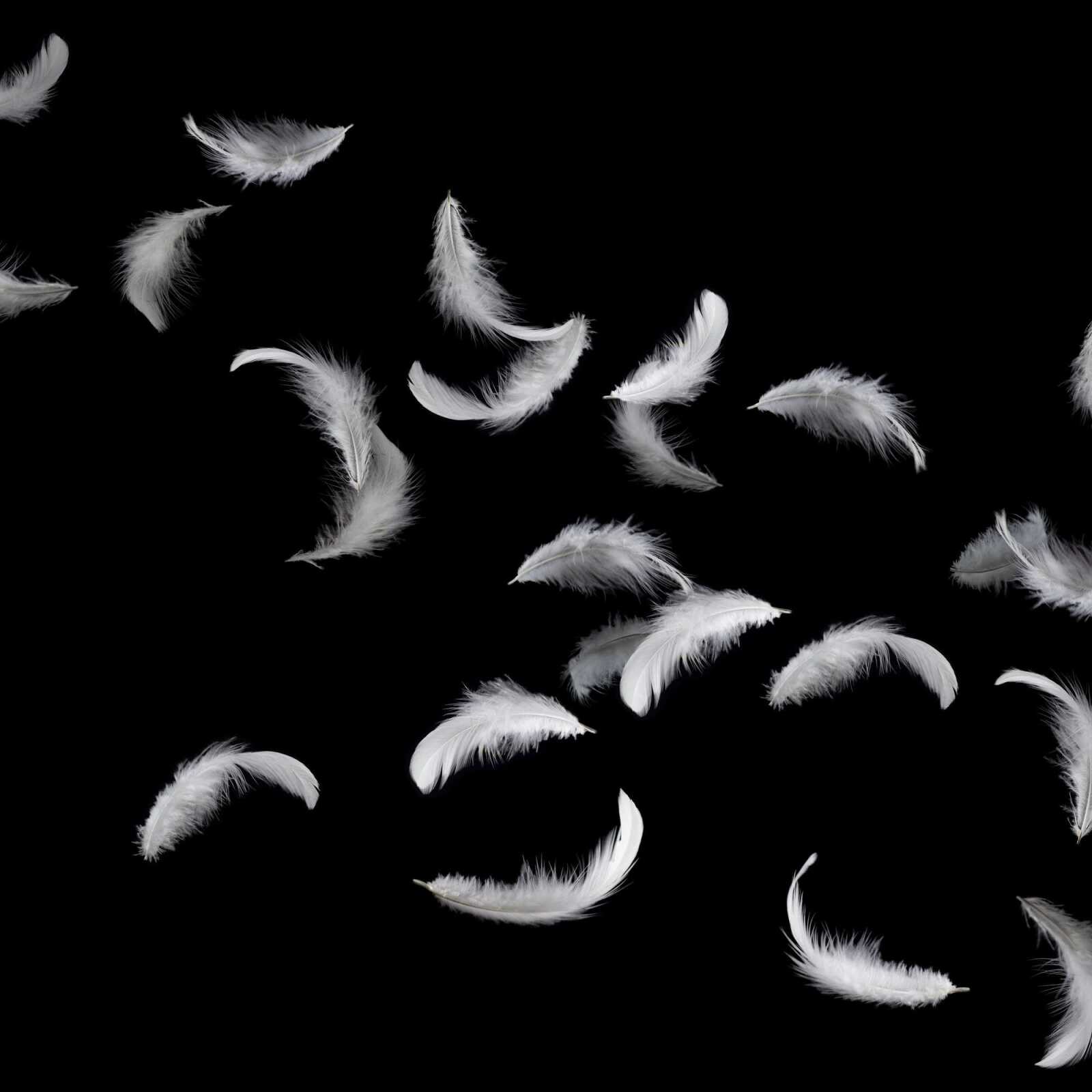 Feather Wallpapers (44 images) - WallpaperCat