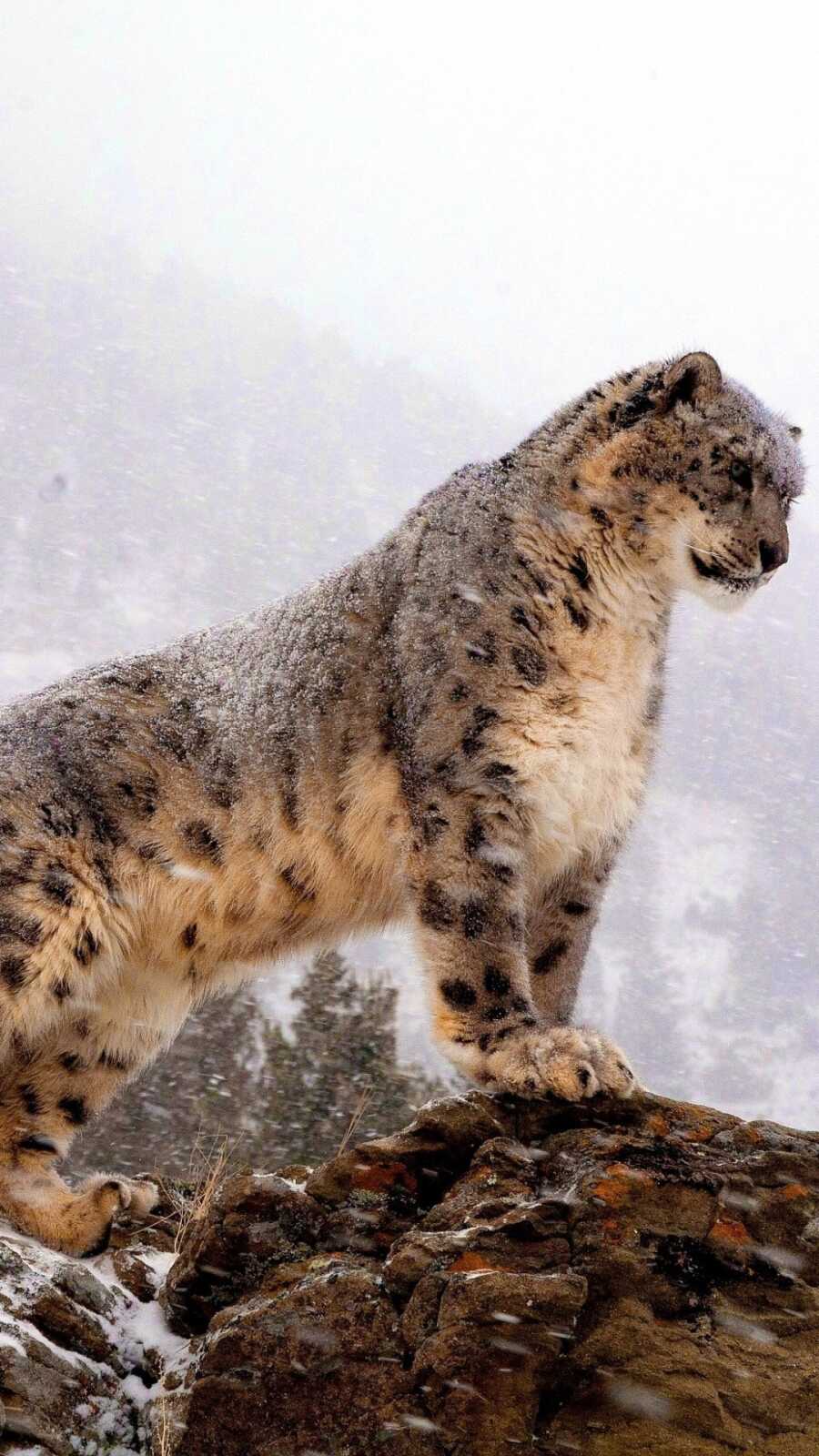 Snow Leopard Wallpapers (76 images) - WallpaperCat
