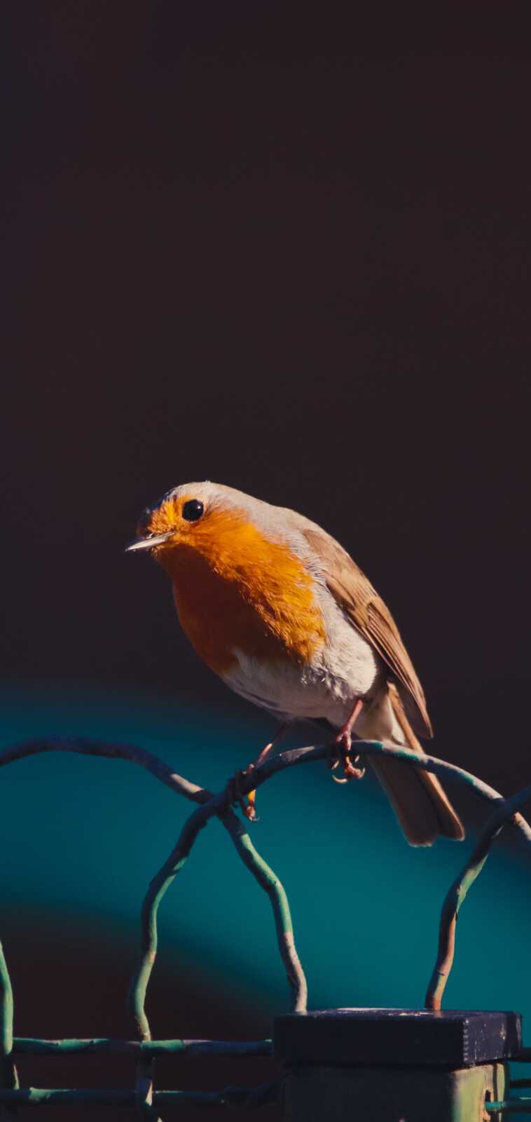 Robin (Bird) Wallpapers (44 images) - WallpaperCat