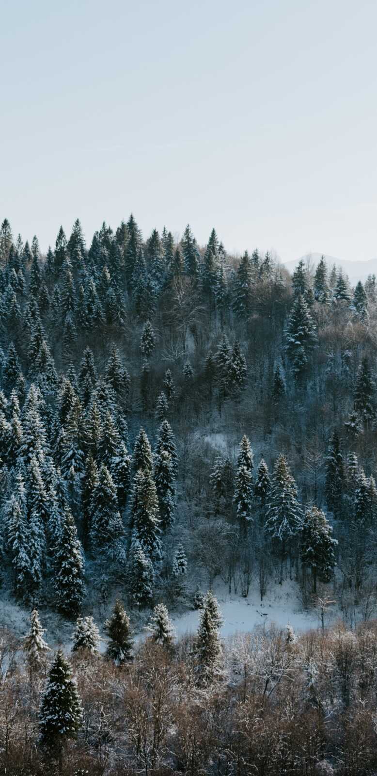 Forest Wallpapers (49 images) - WallpaperCat