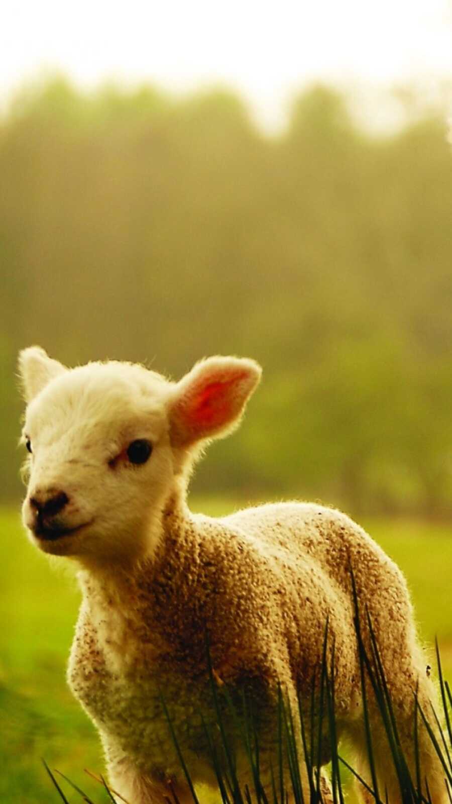 Farm Animals Wallpapers (54 images) - WallpaperCat