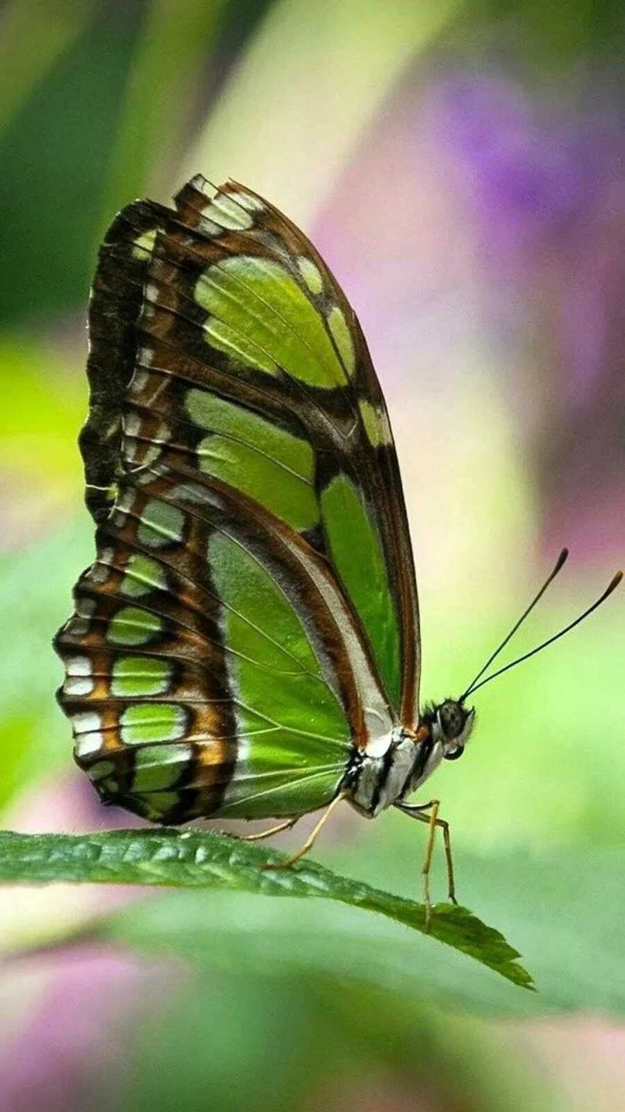 Butterfly Wallpapers (36 images) - WallpaperCat