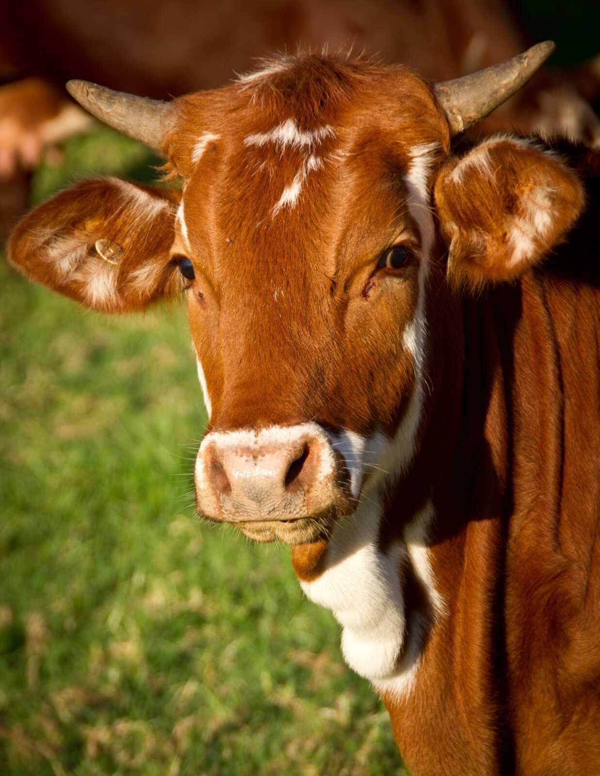 Cow Wallpapers (58 images) - WallpaperCat