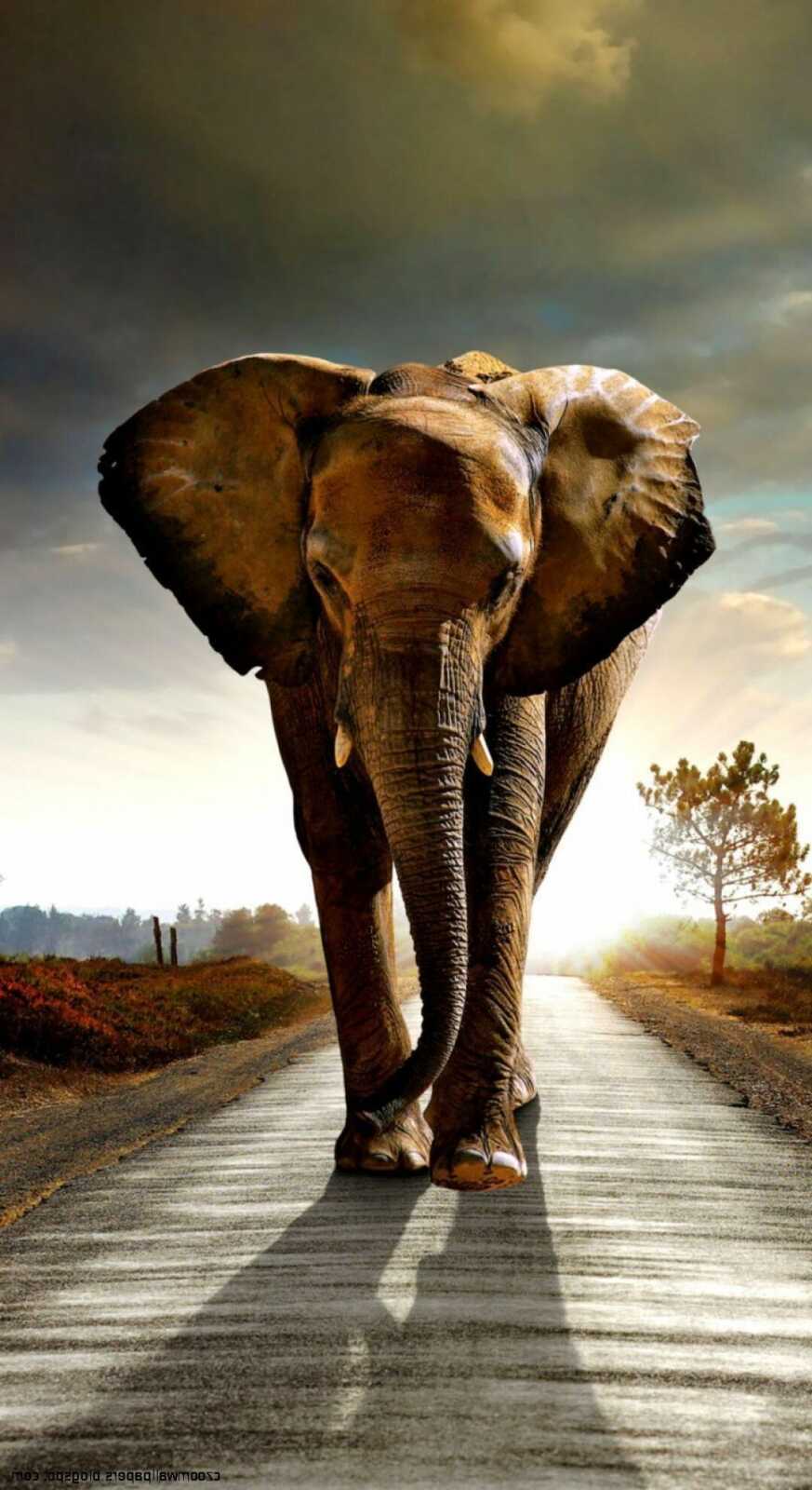 Elephant Wallpapers (38 images) - WallpaperCat