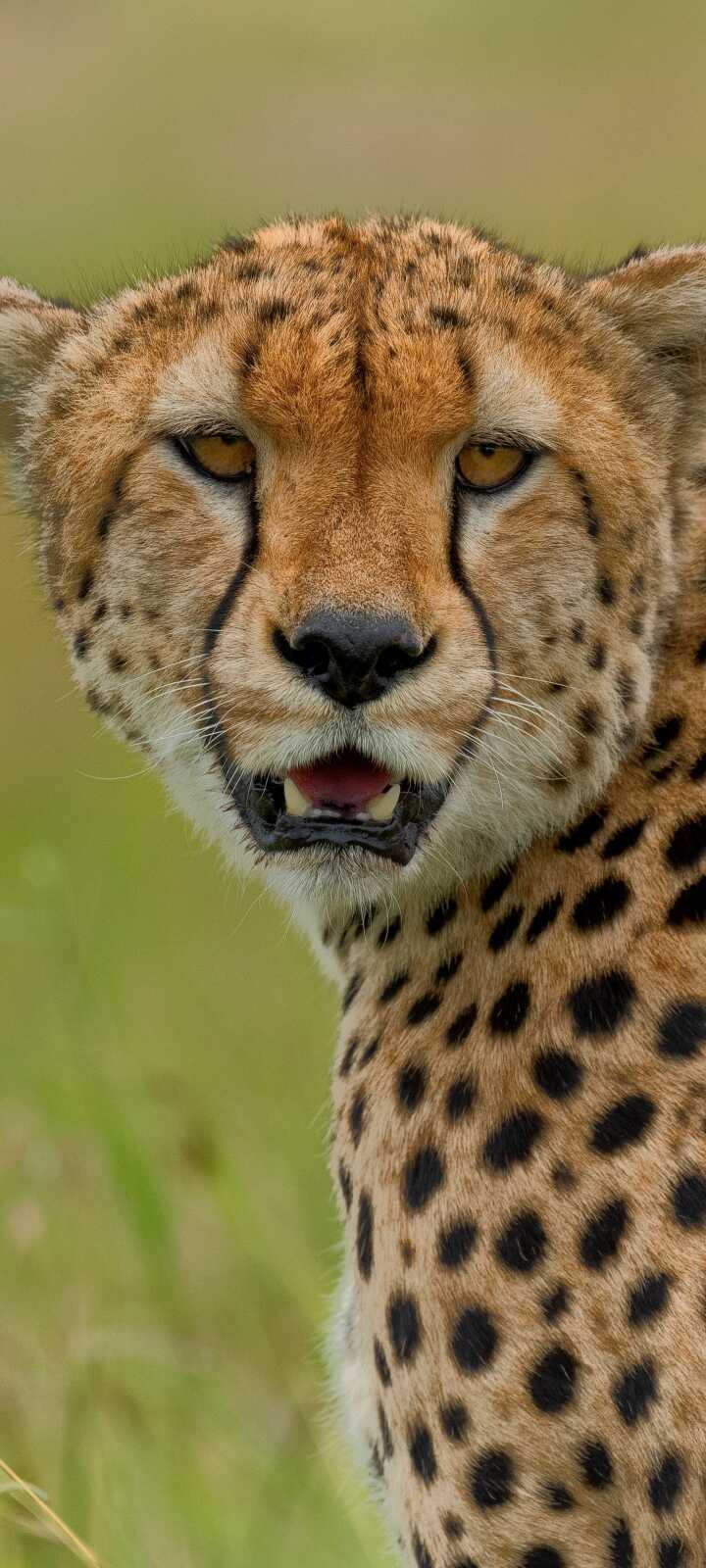 Cheetah Wallpapers (61 images) - WallpaperCat