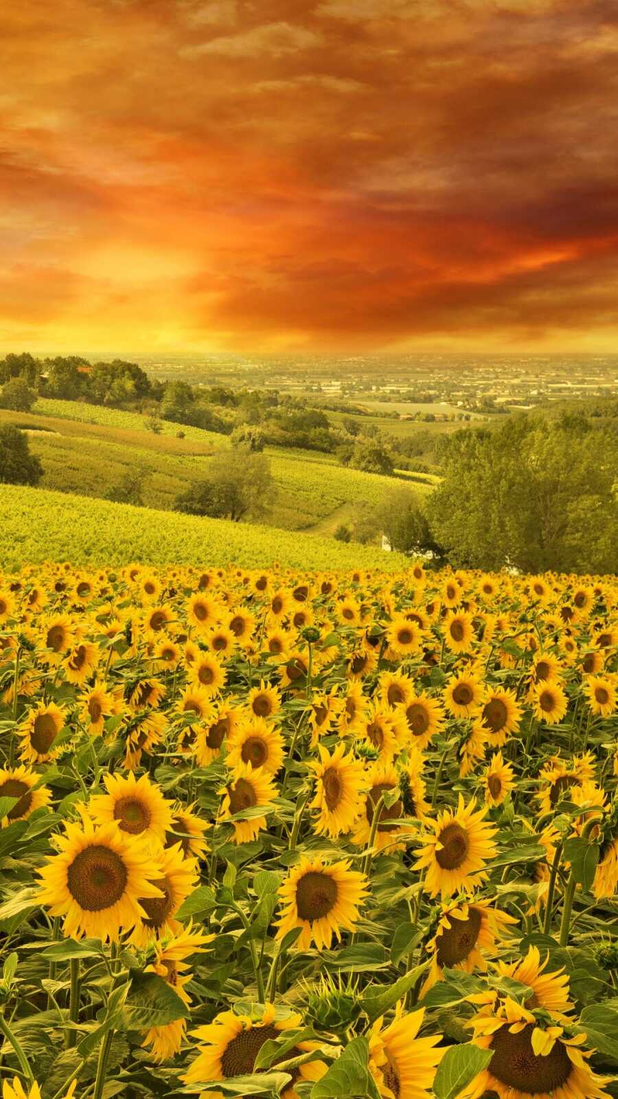 Sunflower Wallpapers (38 images) - WallpaperCat