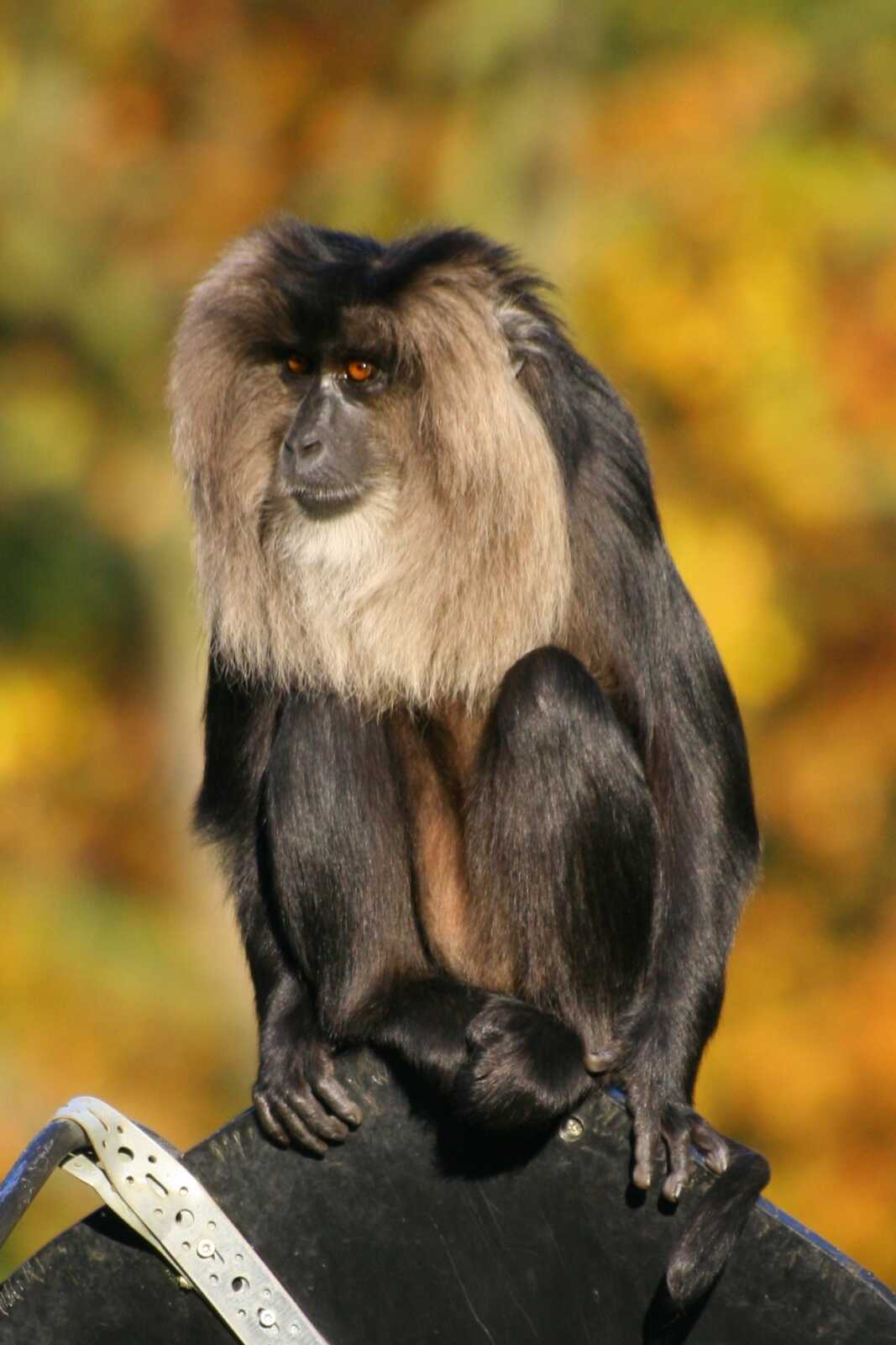 Monkey Wallpapers (60 images) - WallpaperCat