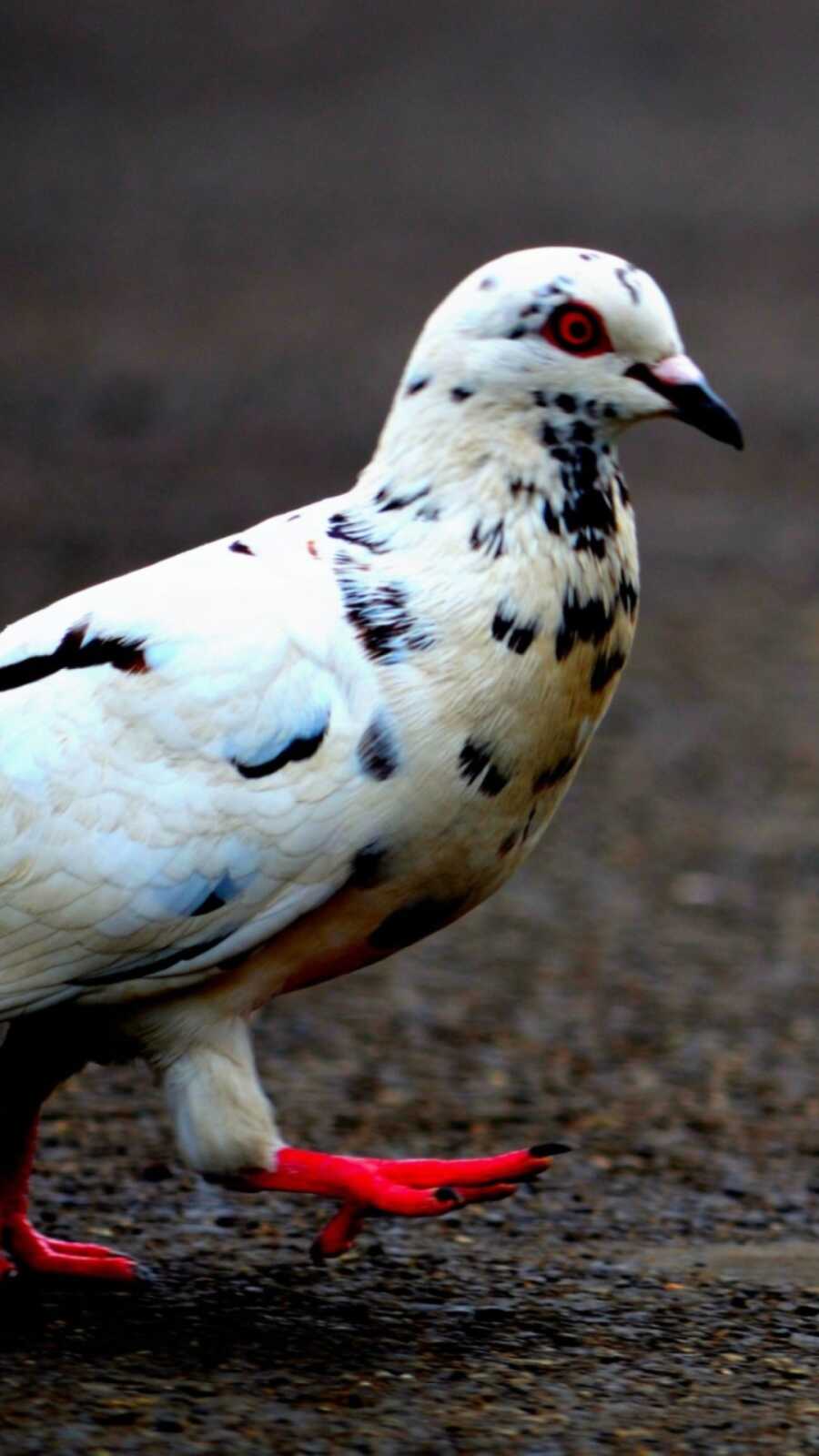 Pigeon Wallpapers (44 images) - WallpaperCat