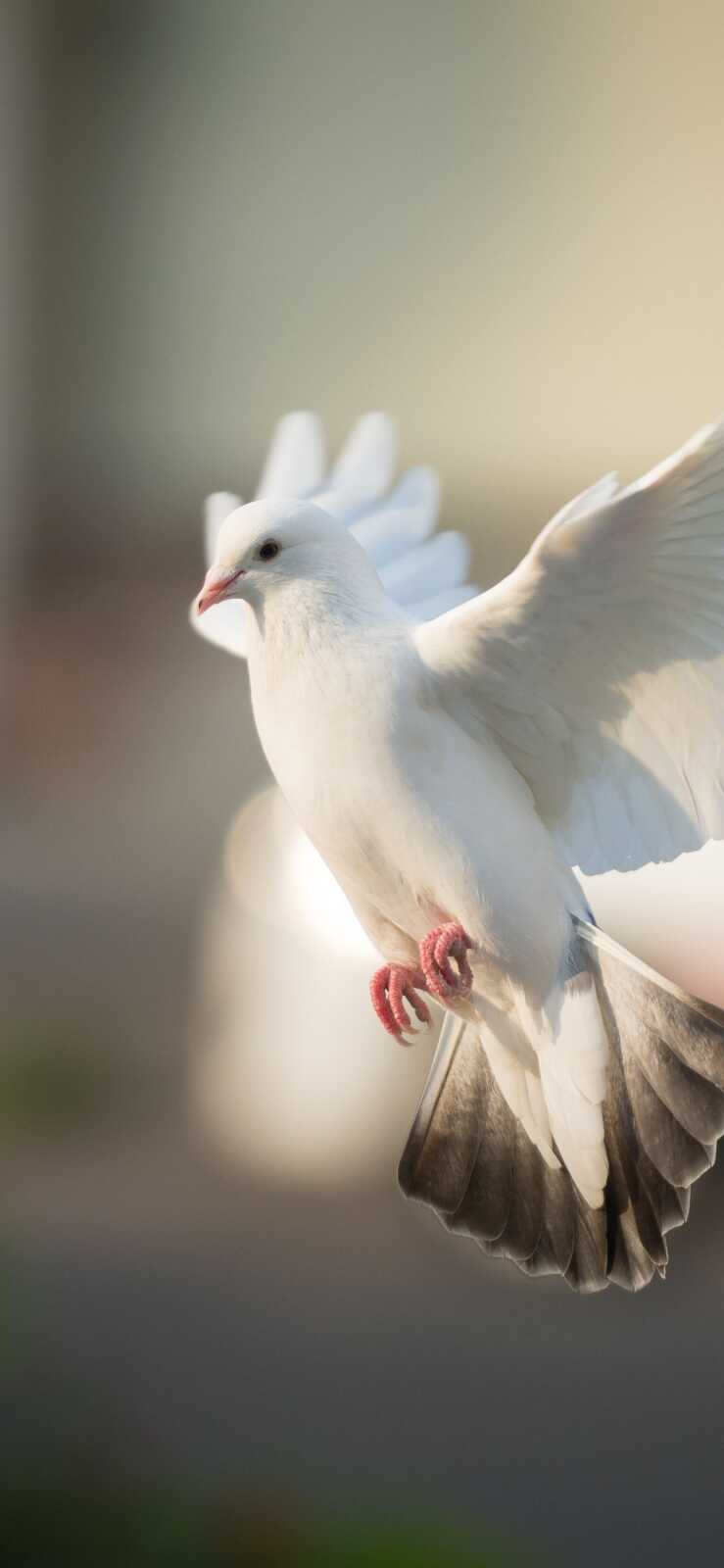 Pigeon Wallpapers (44 images) - WallpaperCat