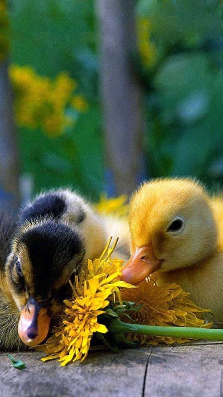 Duck Wallpapers (58 images) - WallpaperCat