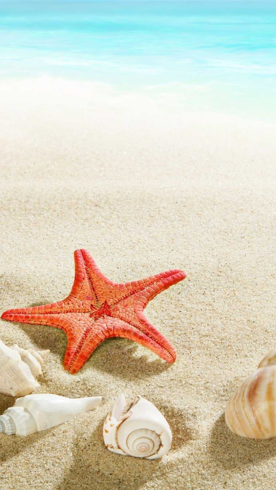 Sea Shell Wallpapers (39 images) - WallpaperCat