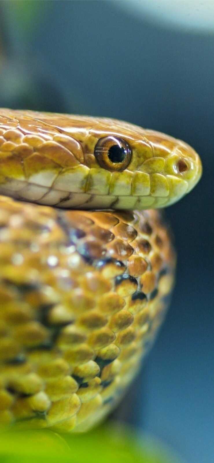 Snake Wallpapers (40 images) - WallpaperCat