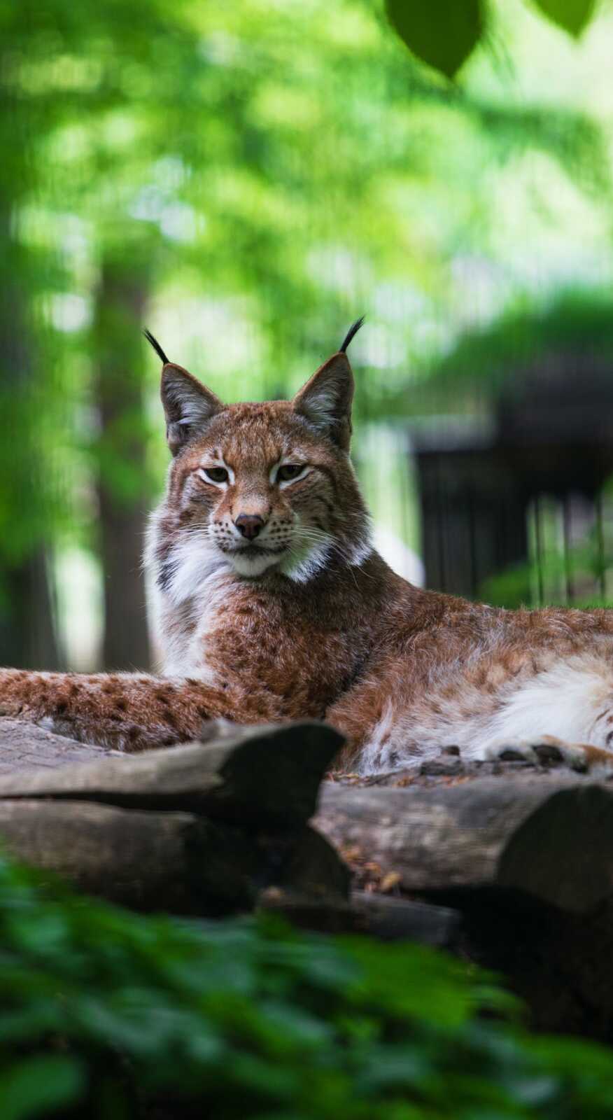 Bobcat (Red Lynx) Wallpapers (48 images) - WallpaperCat