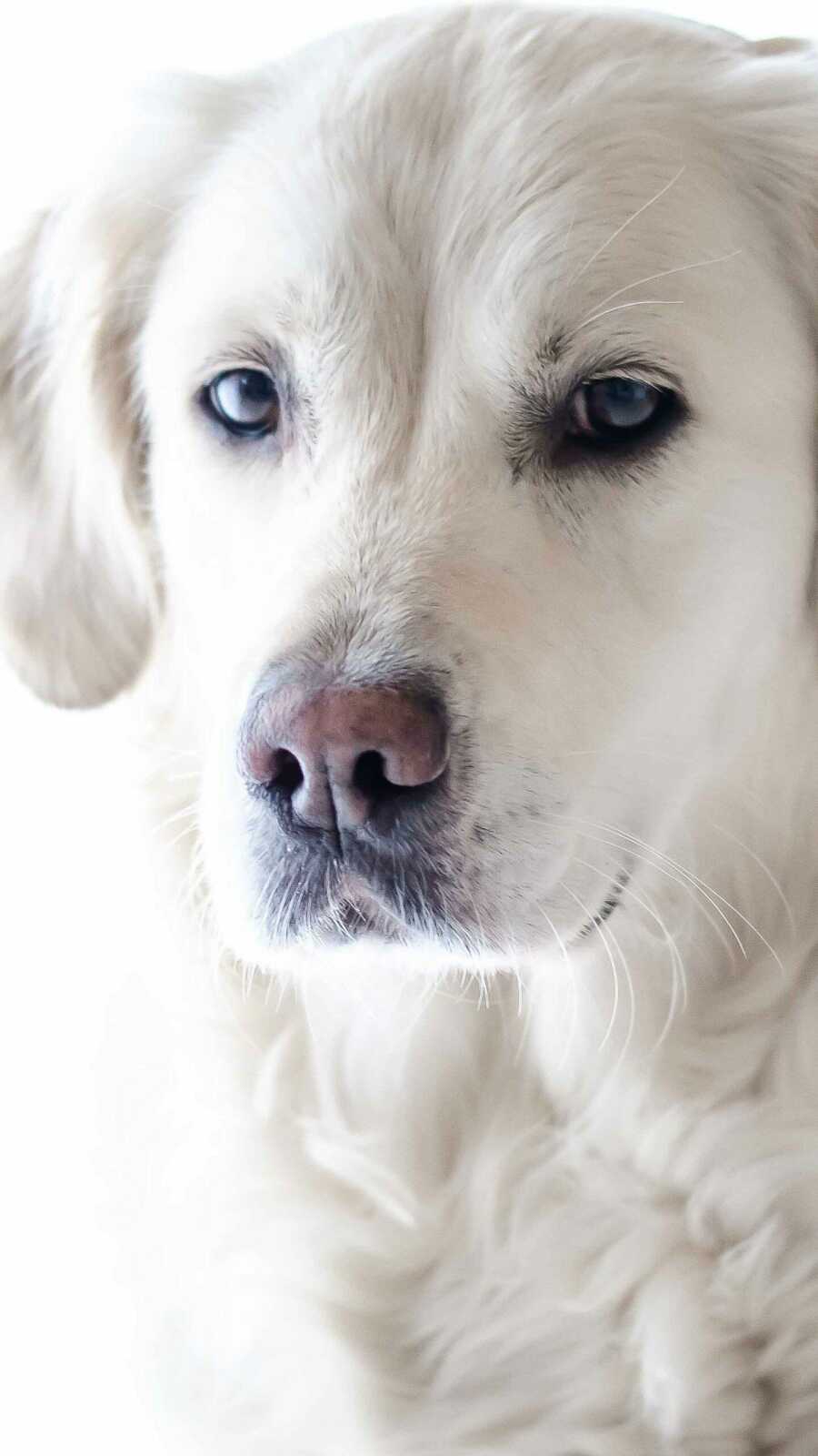 Labrador Wallpapers (42 images) - WallpaperCat