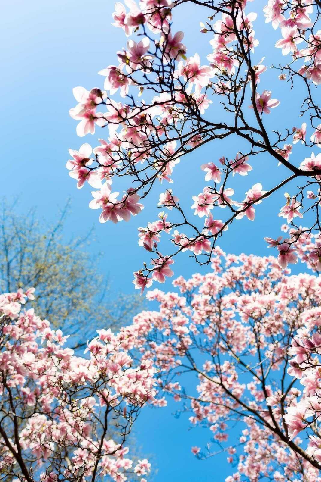 Spring Wallpapers (41 images) - WallpaperCat