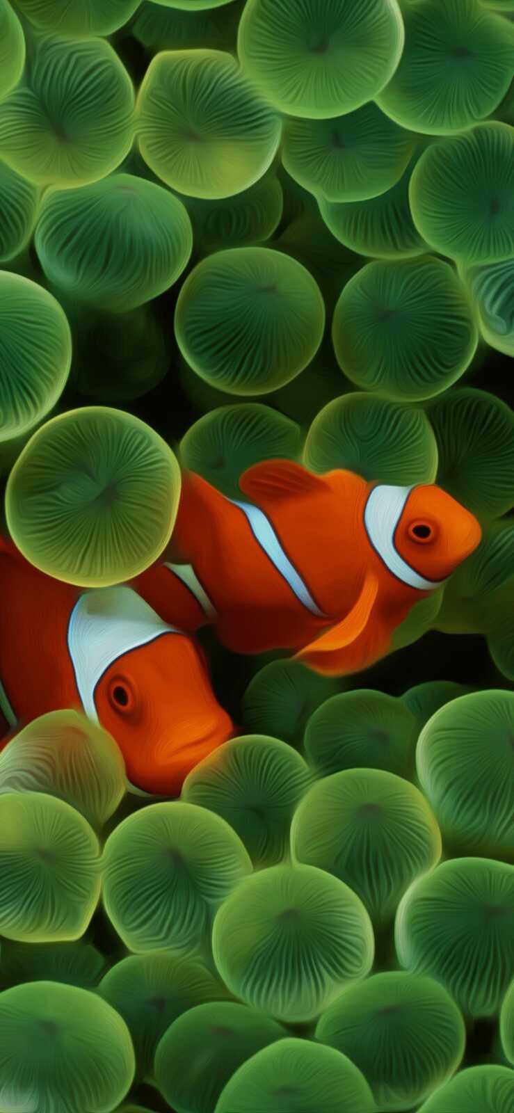 Clownfish Wallpapers (63 images) - WallpaperCat