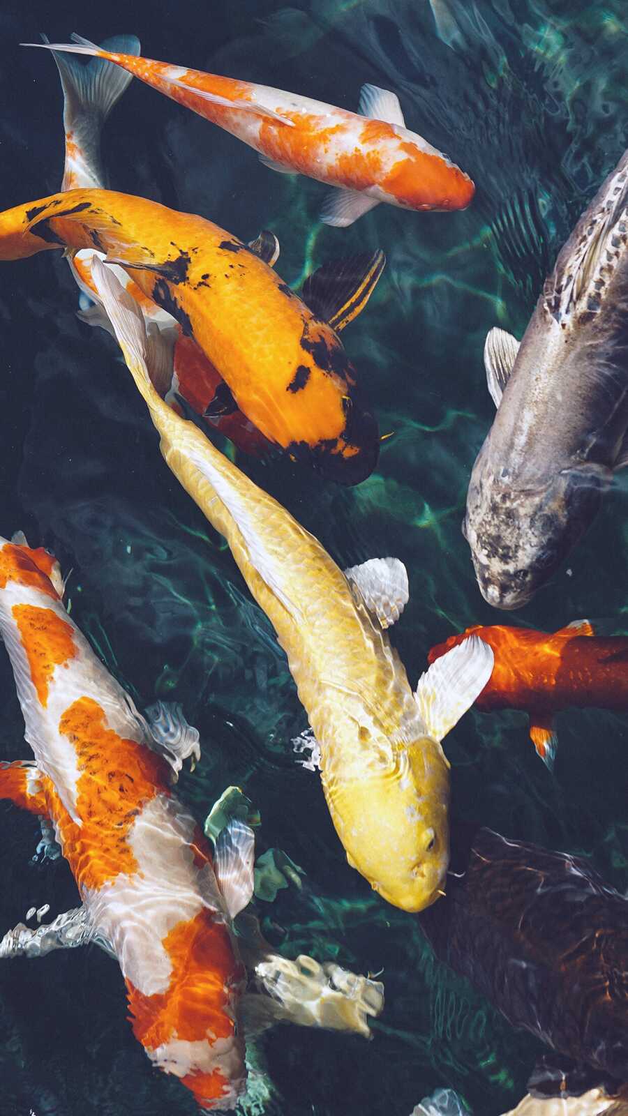 Fish Wallpapers (94 images) - WallpaperCat