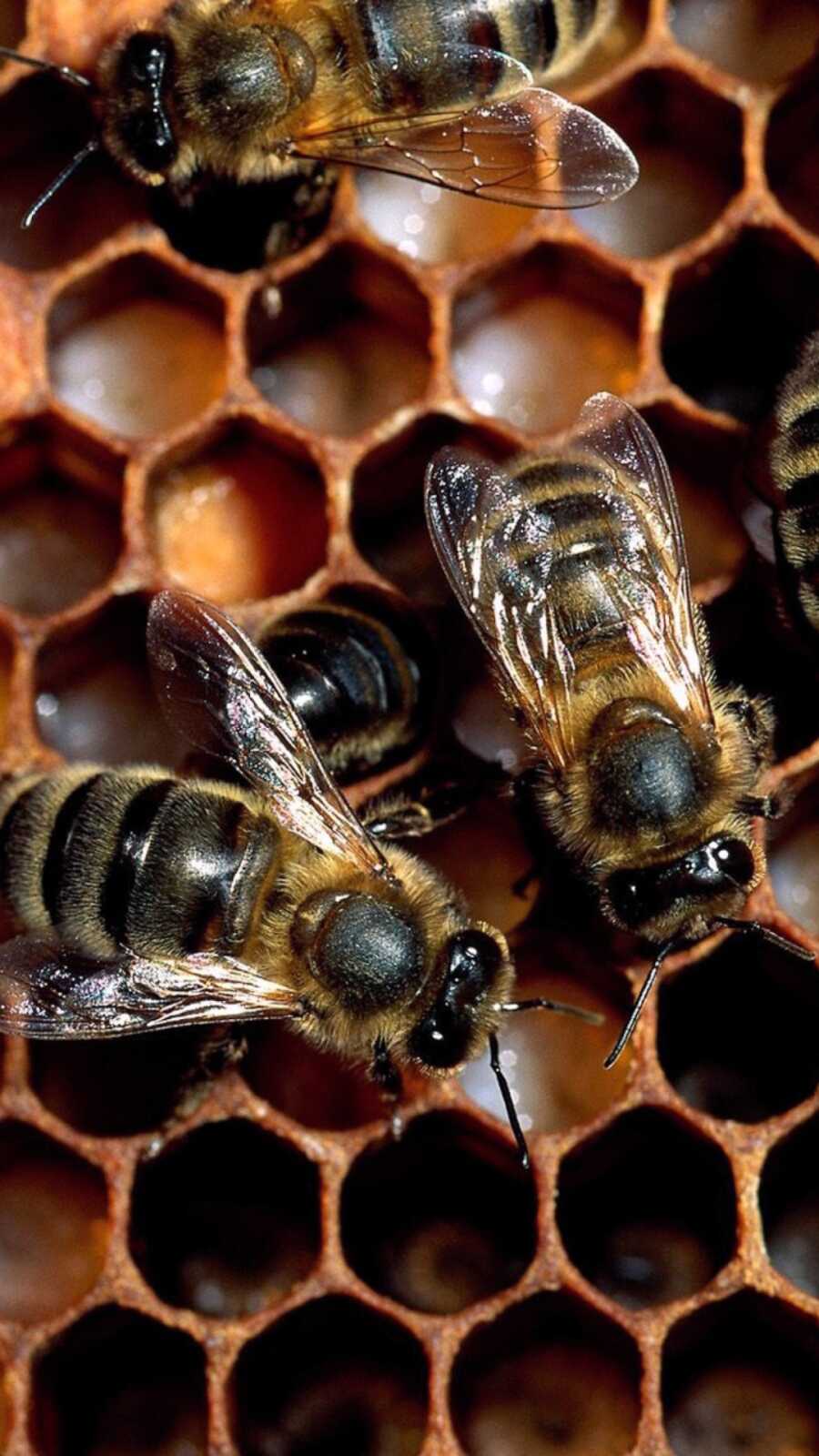 Bee Wallpapers (75 images) - WallpaperCat