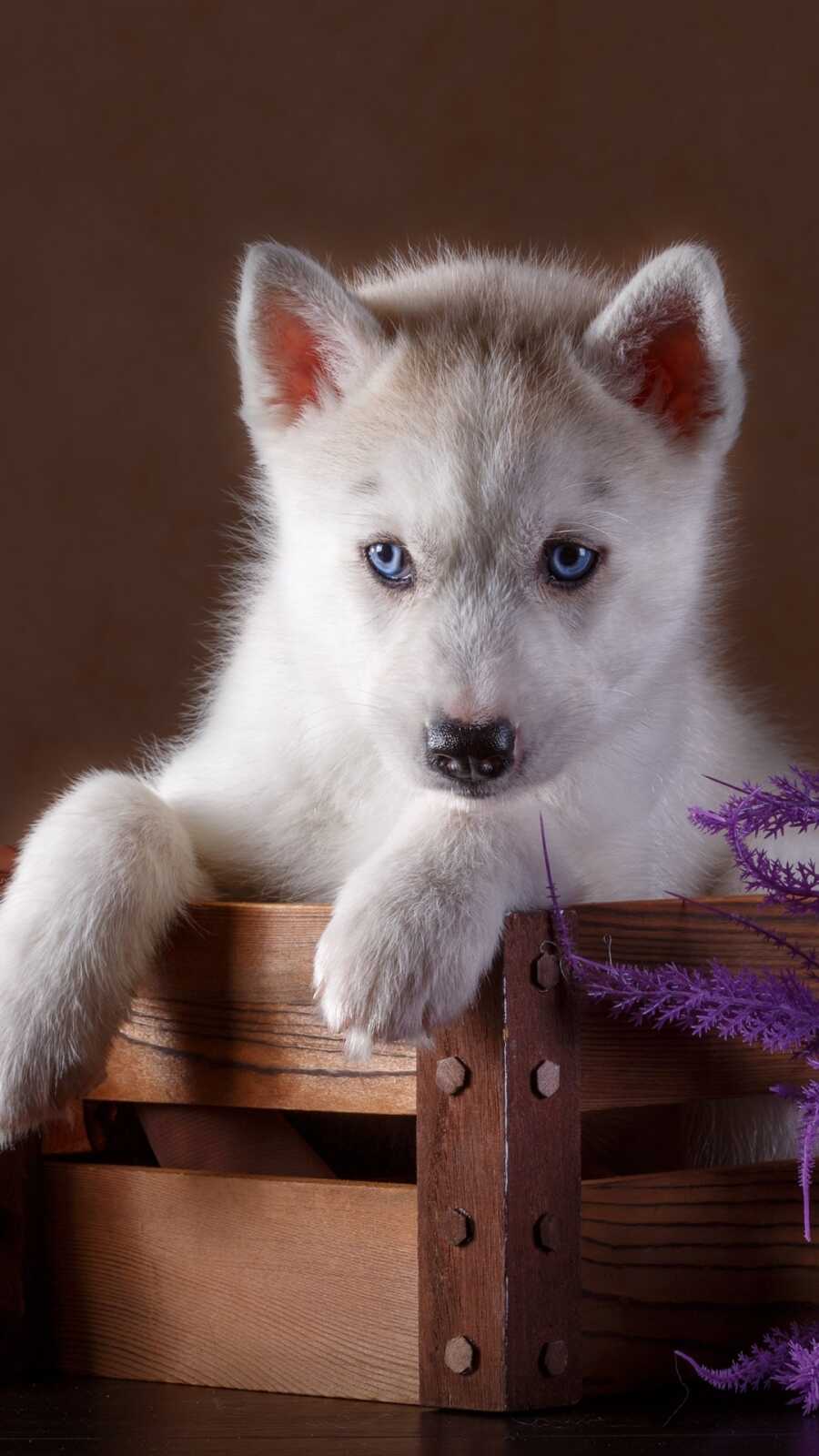 Husky Wallpapers (70 images) - WallpaperCat