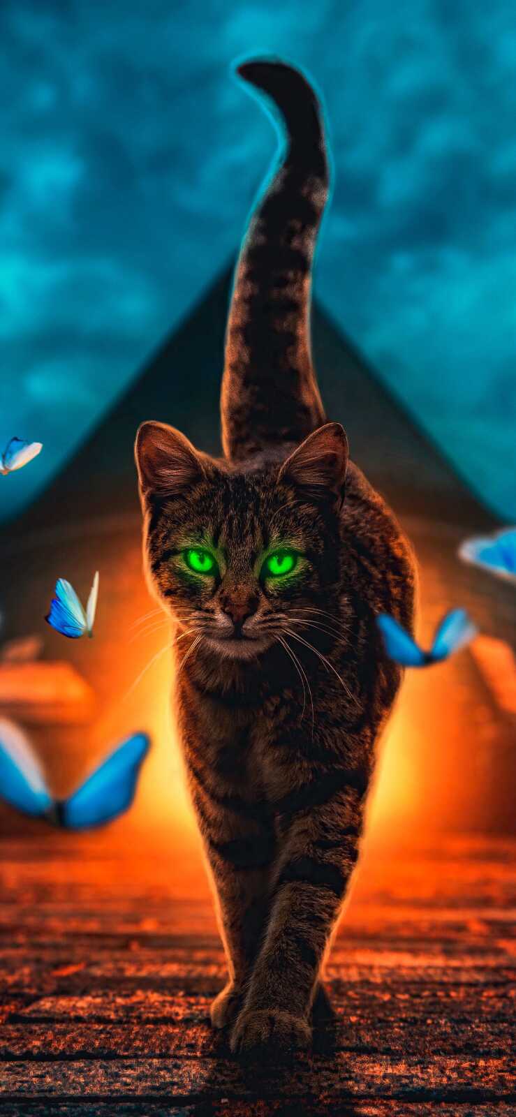 Cat Wallpapers (148 images) - WallpaperCat