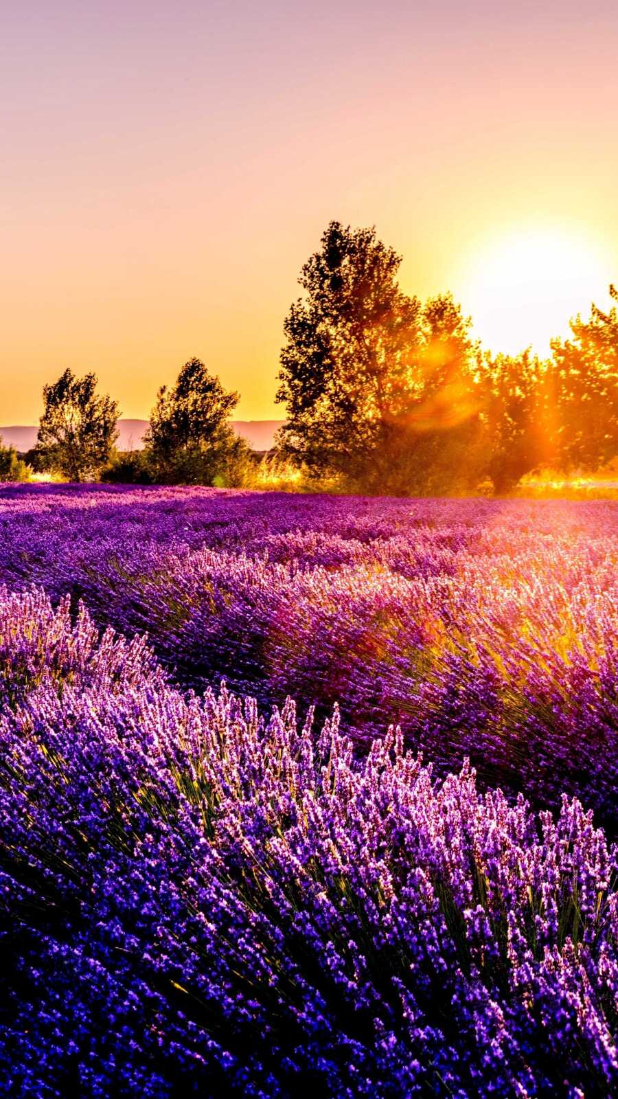 Lavender Wallpapers (97 images) - WallpaperCat