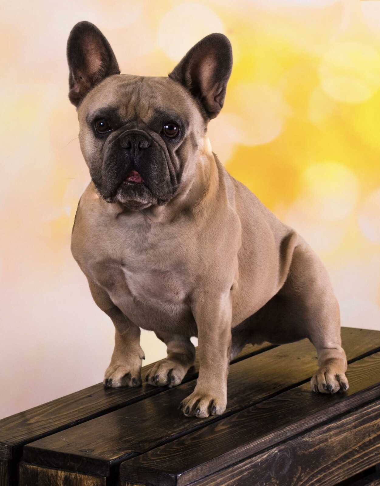 Bulldog Wallpapers (42 images) - WallpaperCat