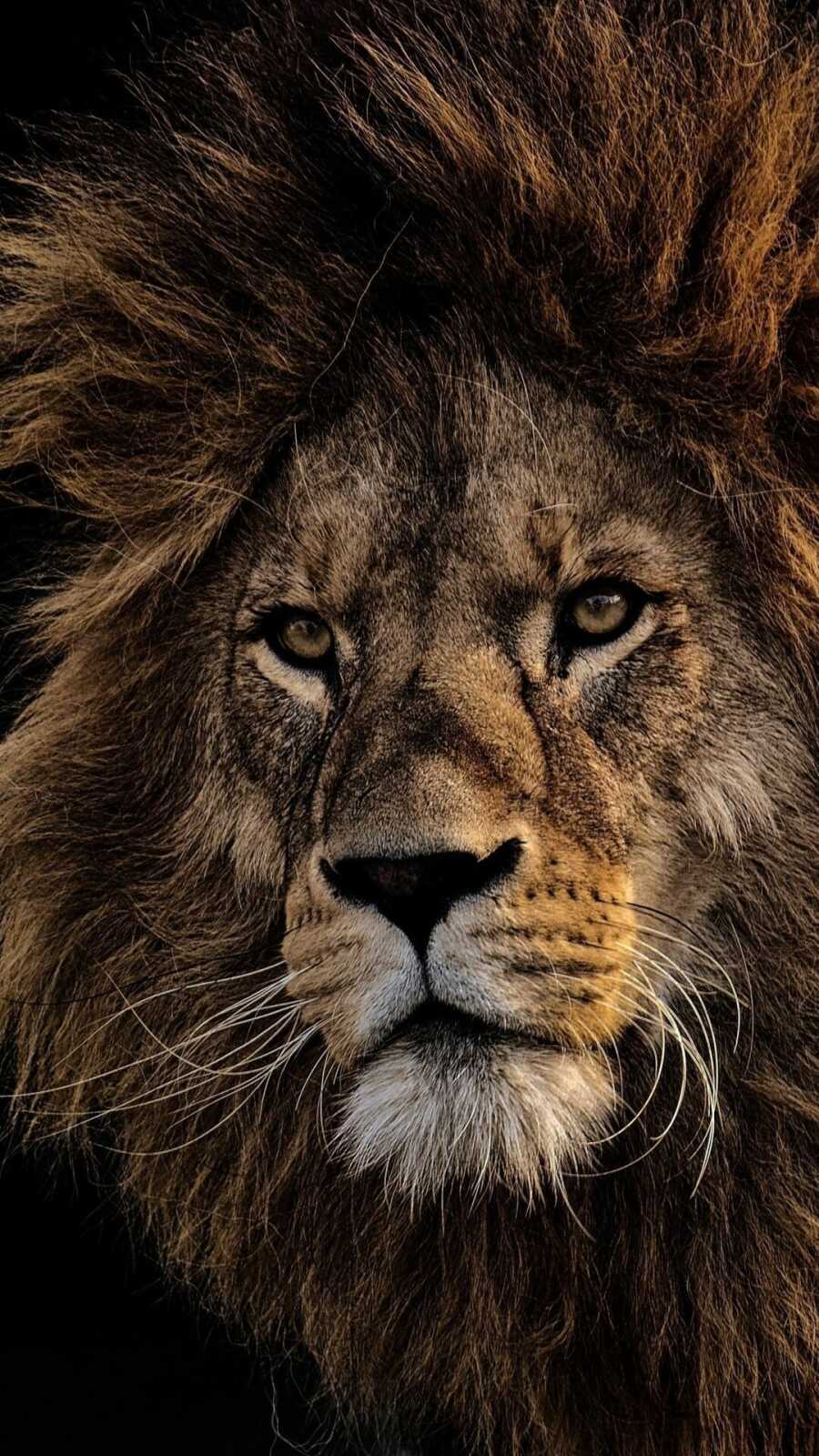 Lion Wallpapers (103 images) - WallpaperCat