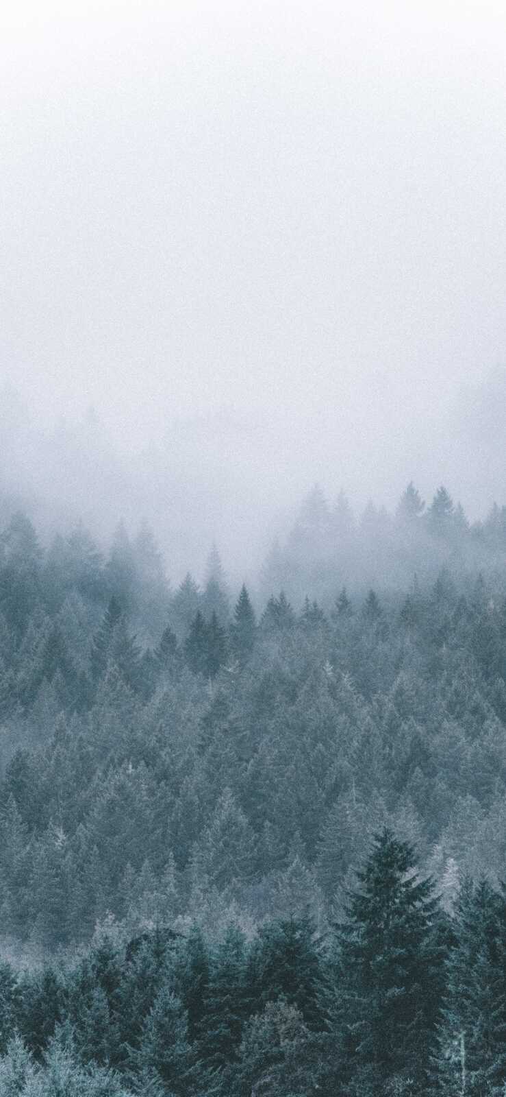 Pine Tree Wallpapers (80 images) - WallpaperCat