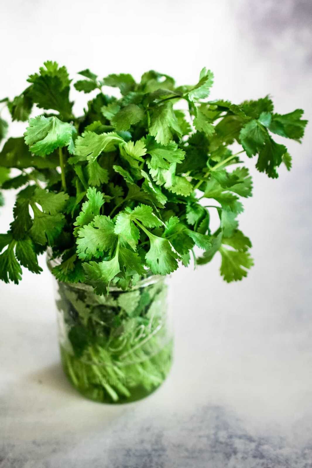 Cilantro Wallpapers (39 images) - WallpaperCat