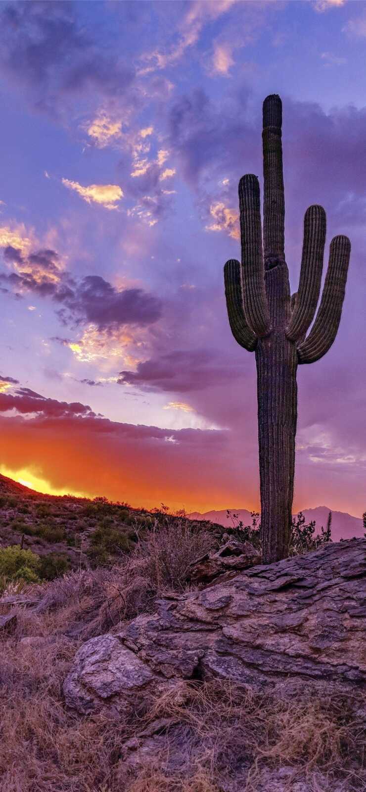 Arizona Wallpapers (48 images) - WallpaperCat