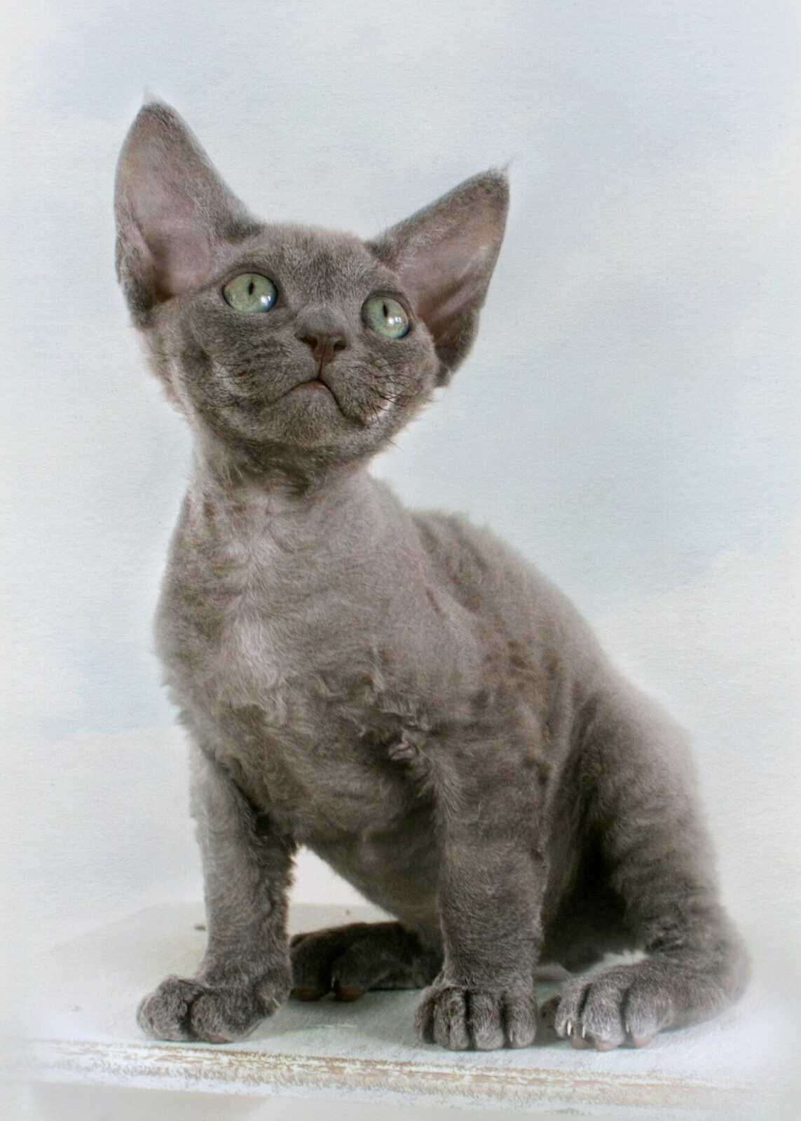 Devon Rex Wallpapers (10 images) - WallpaperCat