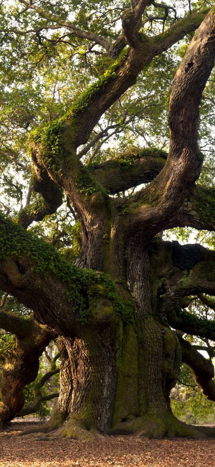 Oak Tree Wallpapers (58 images) - WallpaperCat