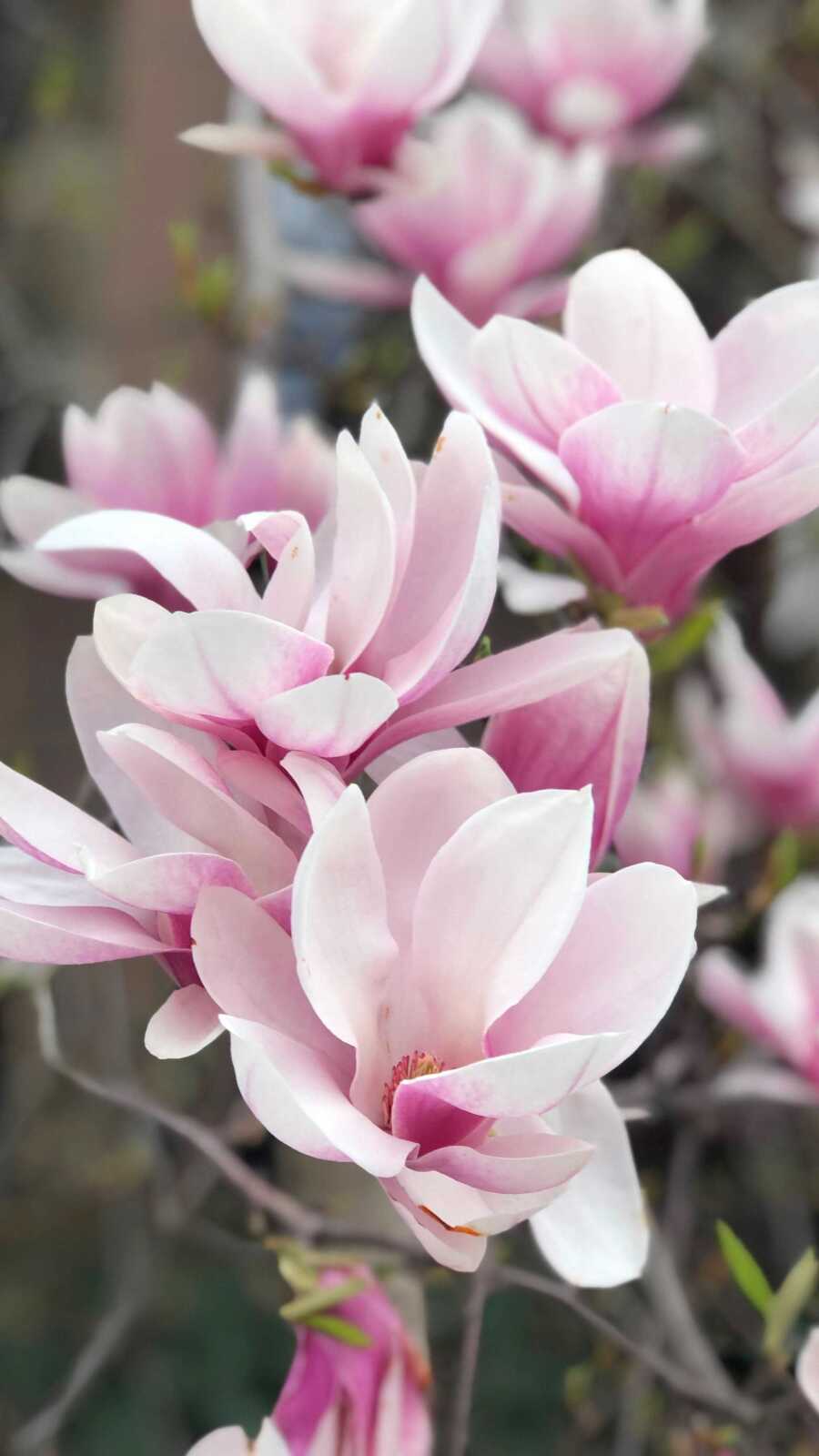 Magnolia Wallpapers (46 images) - WallpaperCat