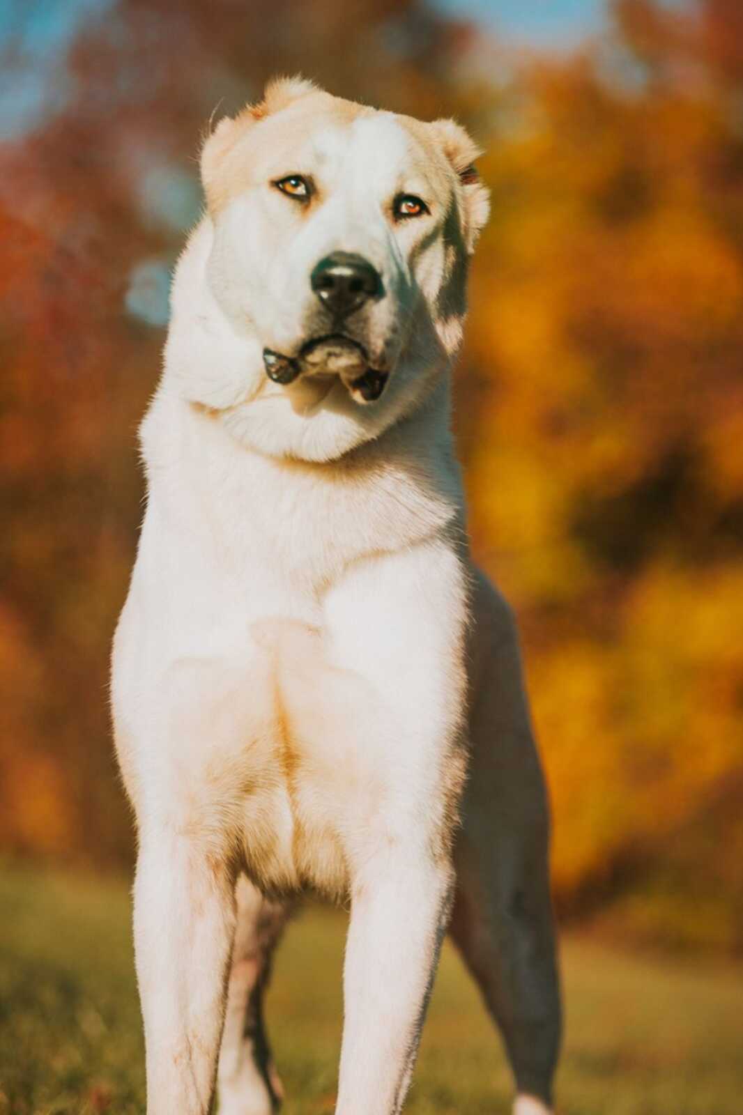 Alabai Wallpapers (20 images) - WallpaperCat