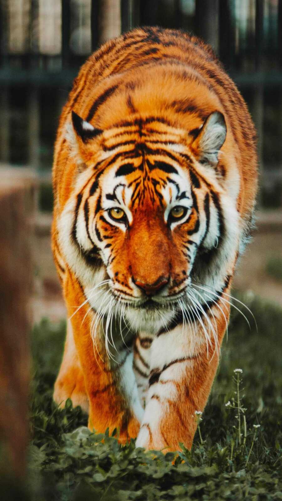 Tiger Wallpapers (86 images) - WallpaperCat