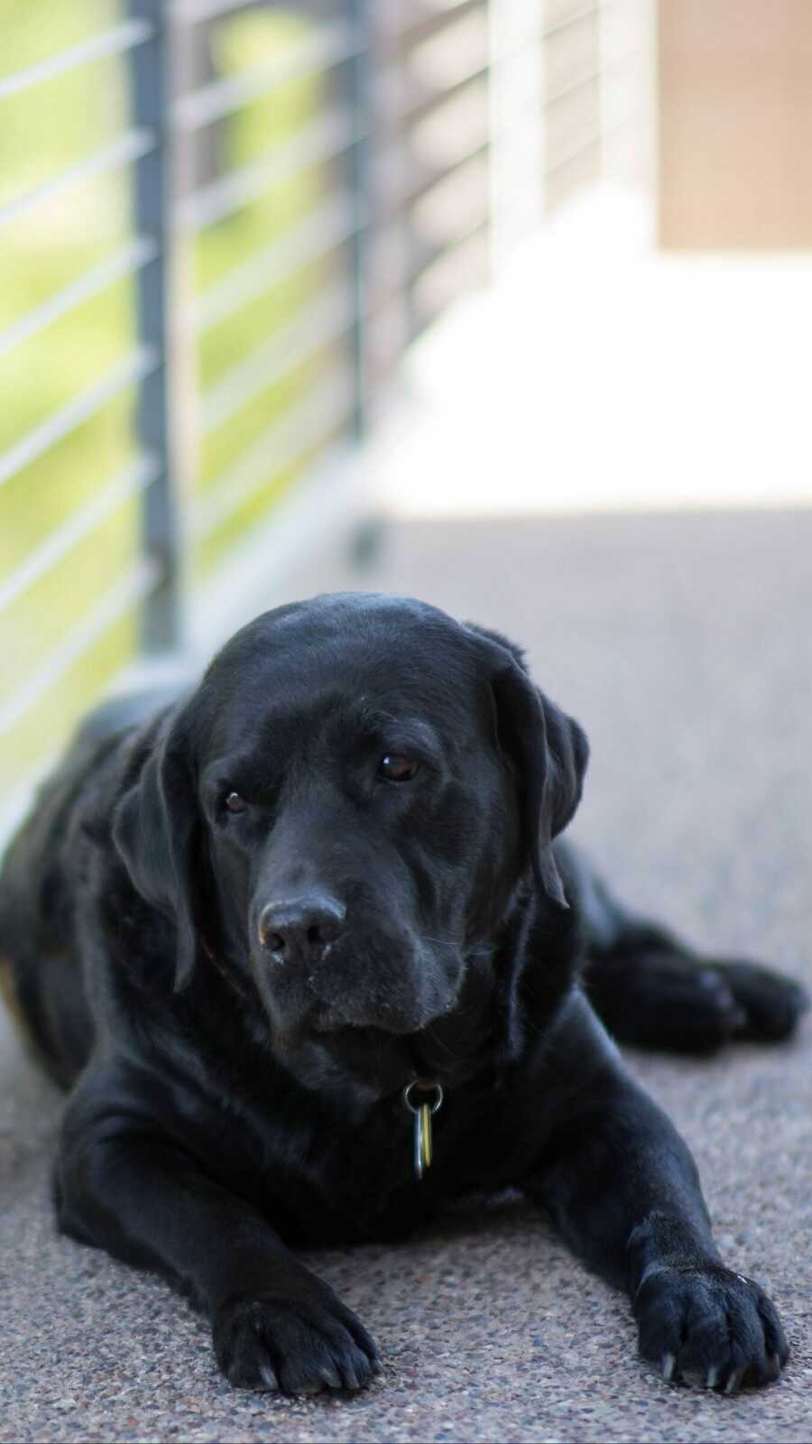 Labrador Retriever Wallpapers (84 images) - WallpaperCat