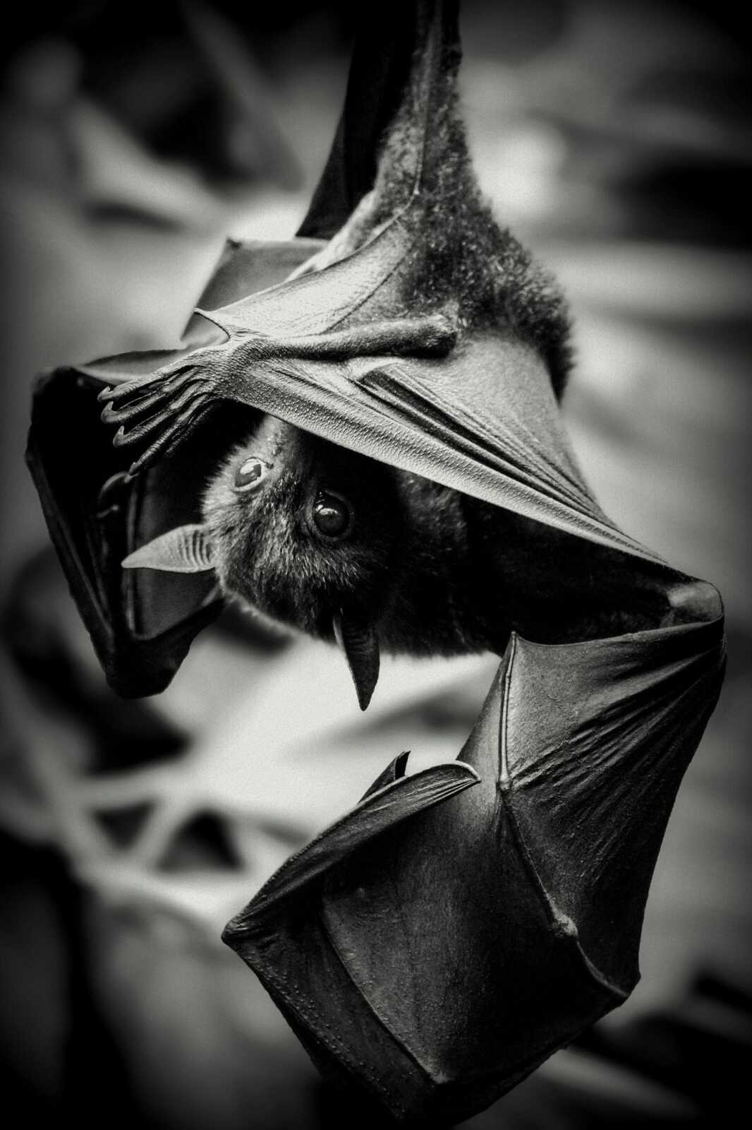 Bat Wallpapers (31 images) - WallpaperCat