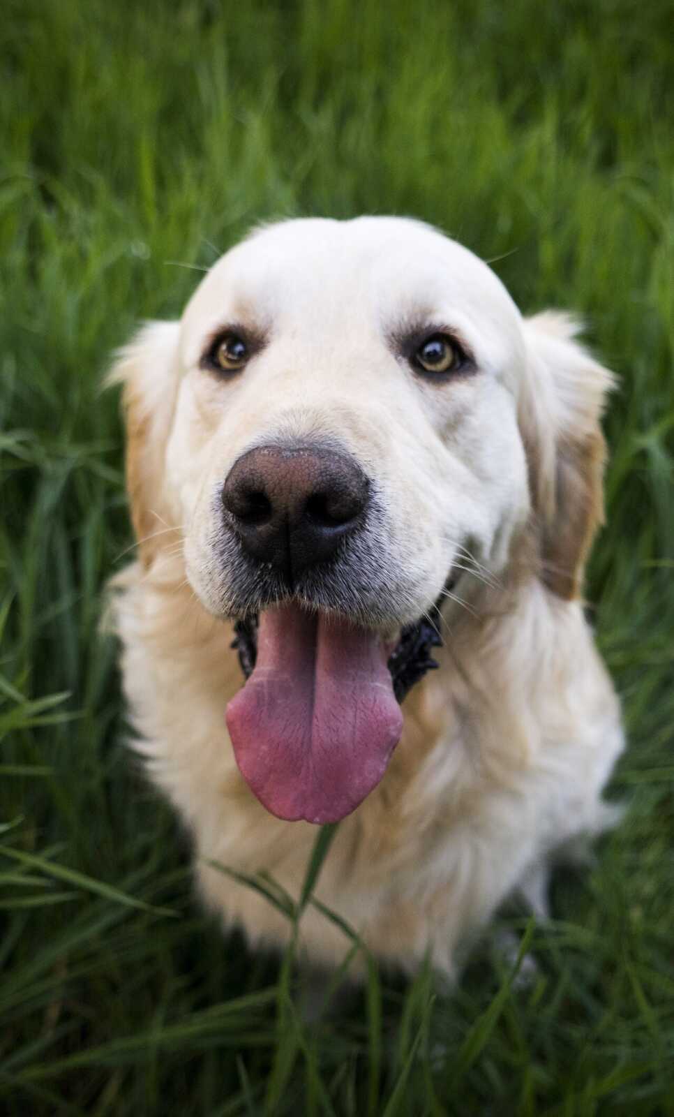 Labrador Wallpapers (42 images) - WallpaperCat
