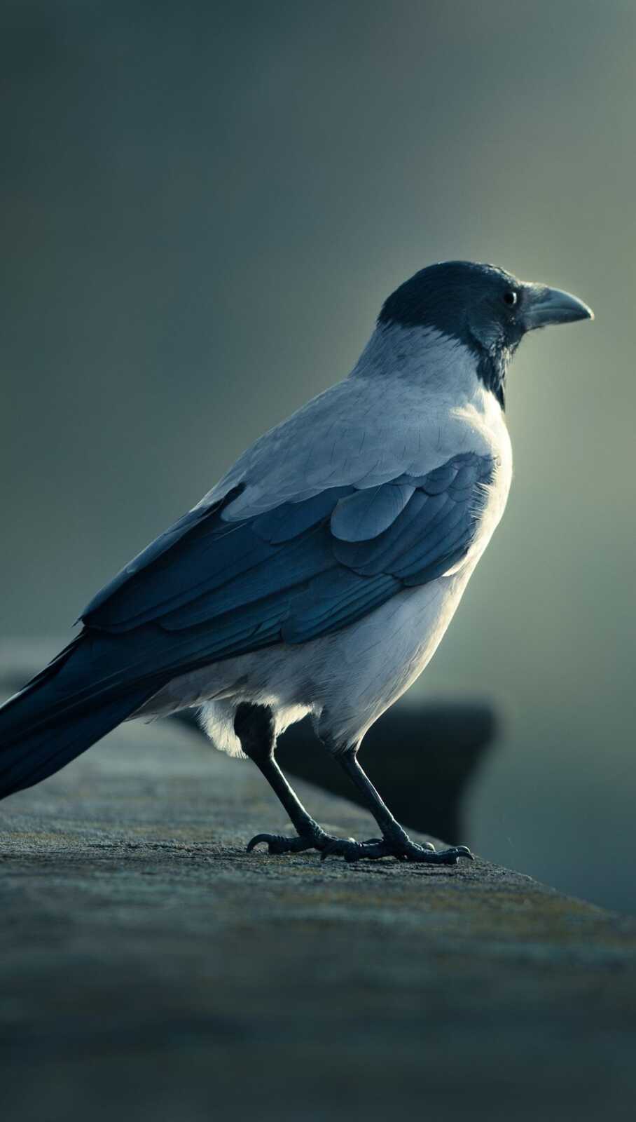 Crow Wallpapers (39 images) - WallpaperCat