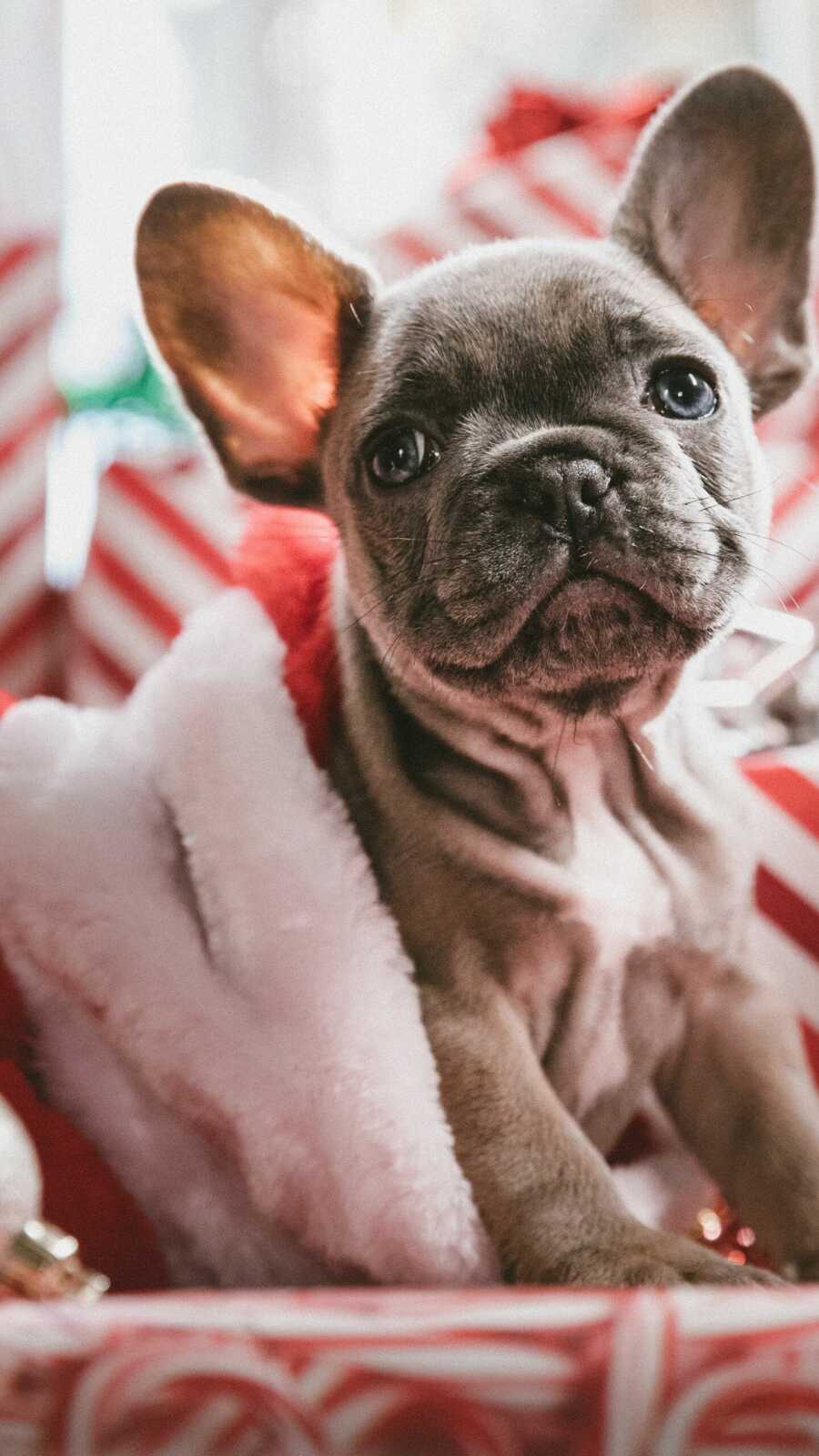 Bulldog Wallpapers (42 images) - WallpaperCat