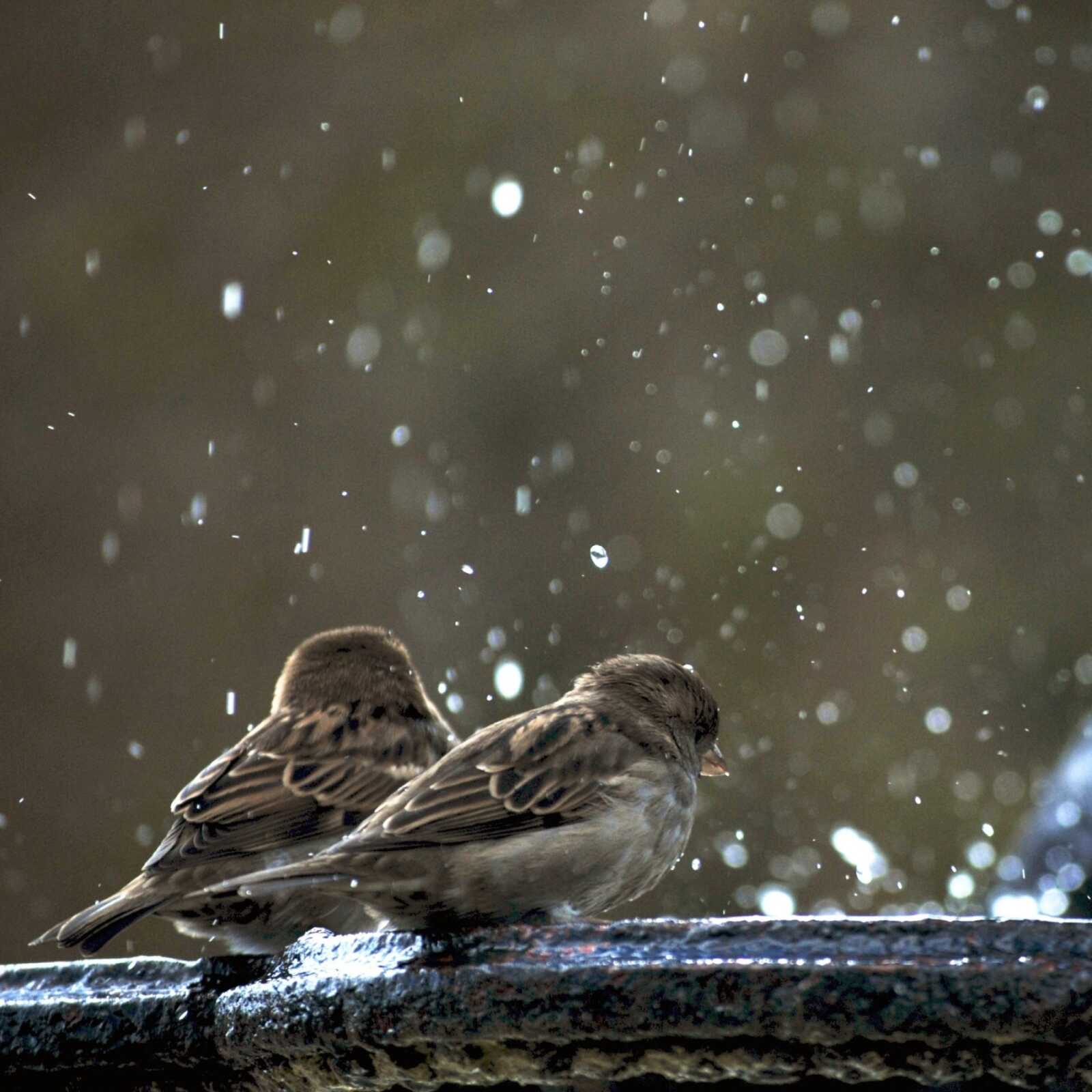 Sparrow (Bird) Wallpapers (46 images) - WallpaperCat