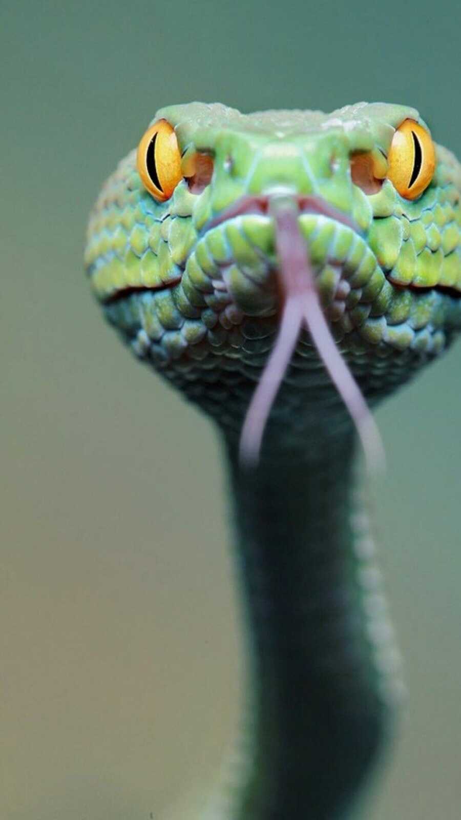 Snake Wallpapers (40 images) - WallpaperCat