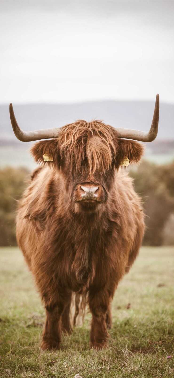Cow Wallpapers (58 images) - WallpaperCat